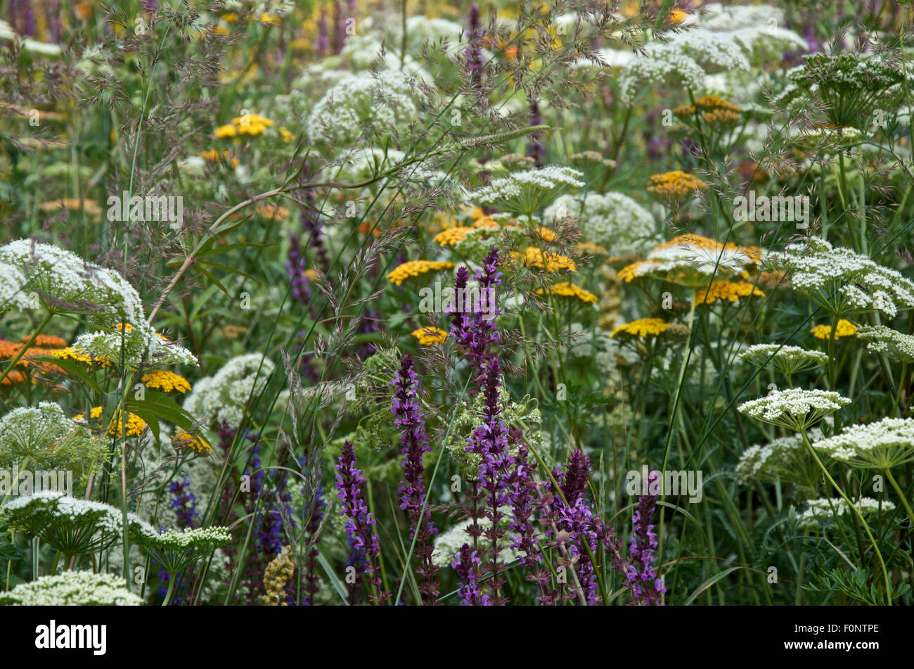 Native hedgerow garden hi-res stock photography and images - Alamy