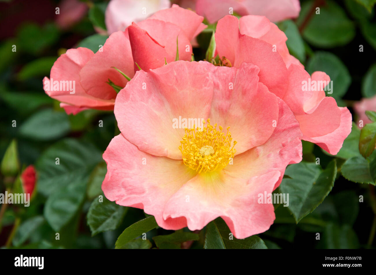 Rosa Simple Peach Stock Photo - Alamy