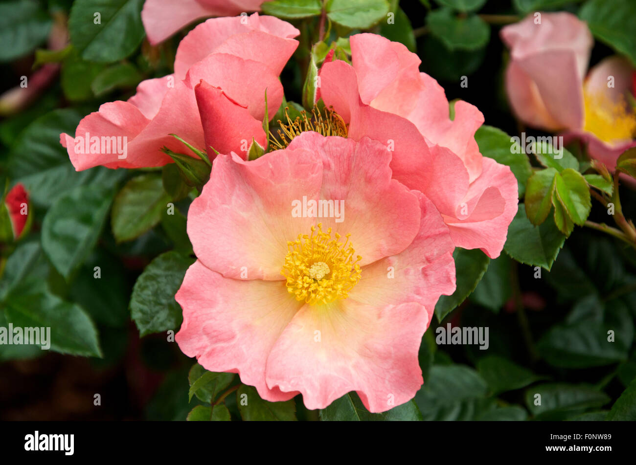 Rosa Simple Peach Stock Photo - Alamy