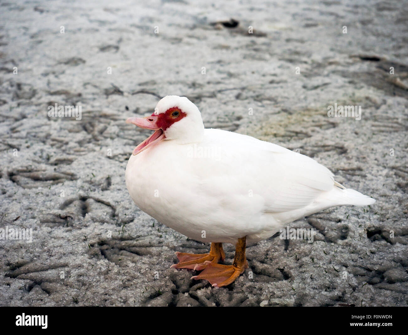 Frozen duck feet hi-res stock photography and images - Alamy