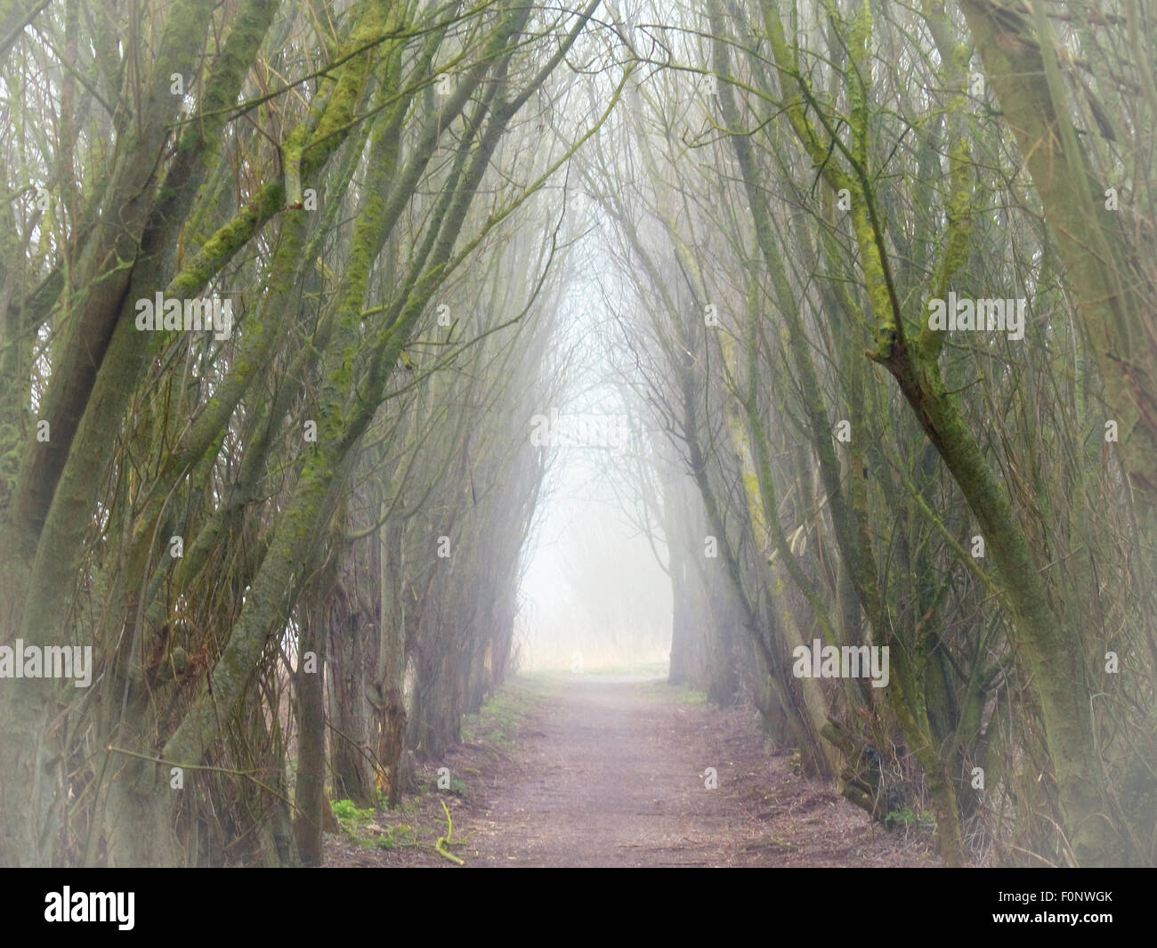 Misty pathway hi-res stock photography and images - Alamy