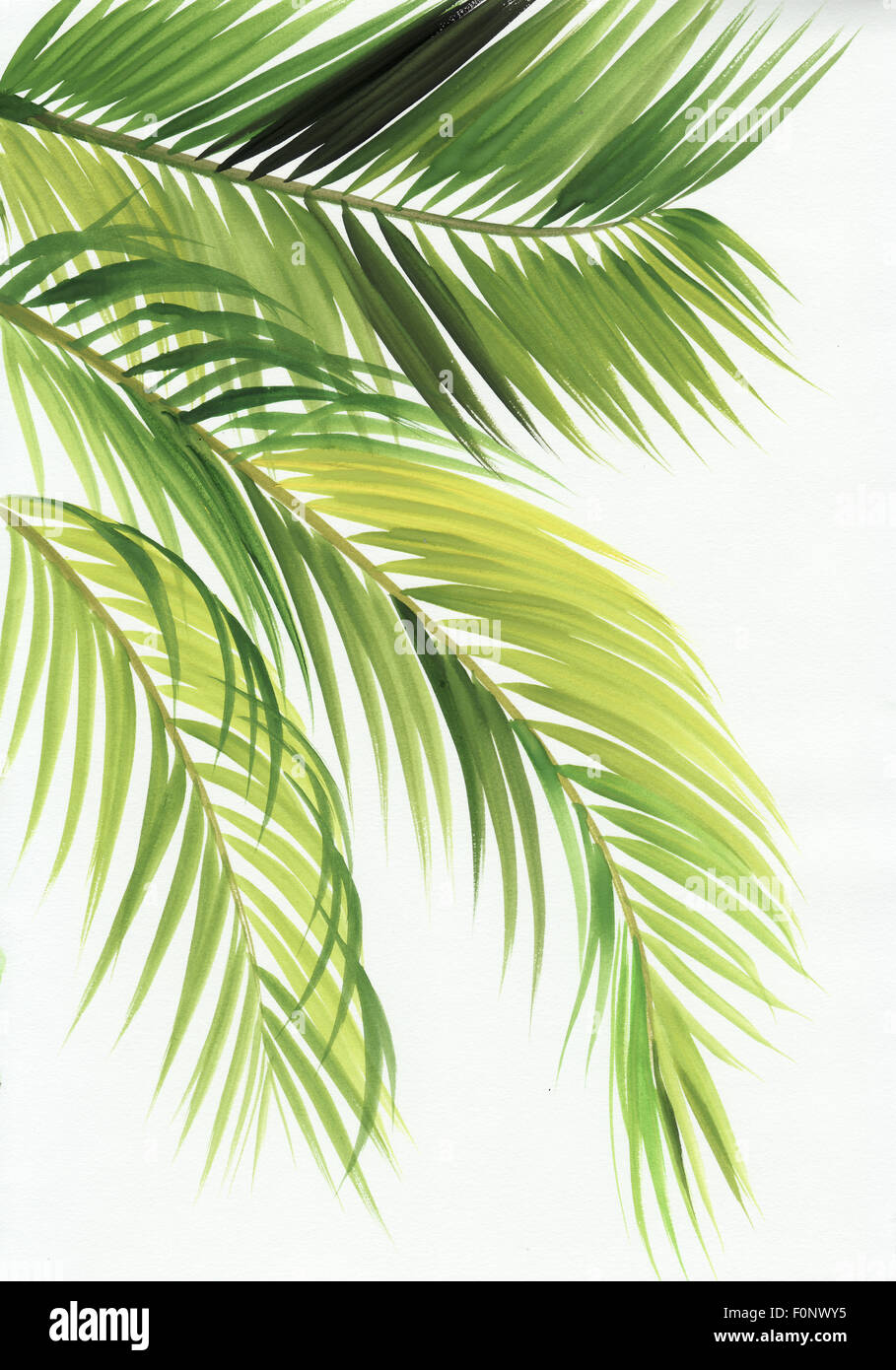 Palm leaves isolated on white background. Original watercolor painting ...