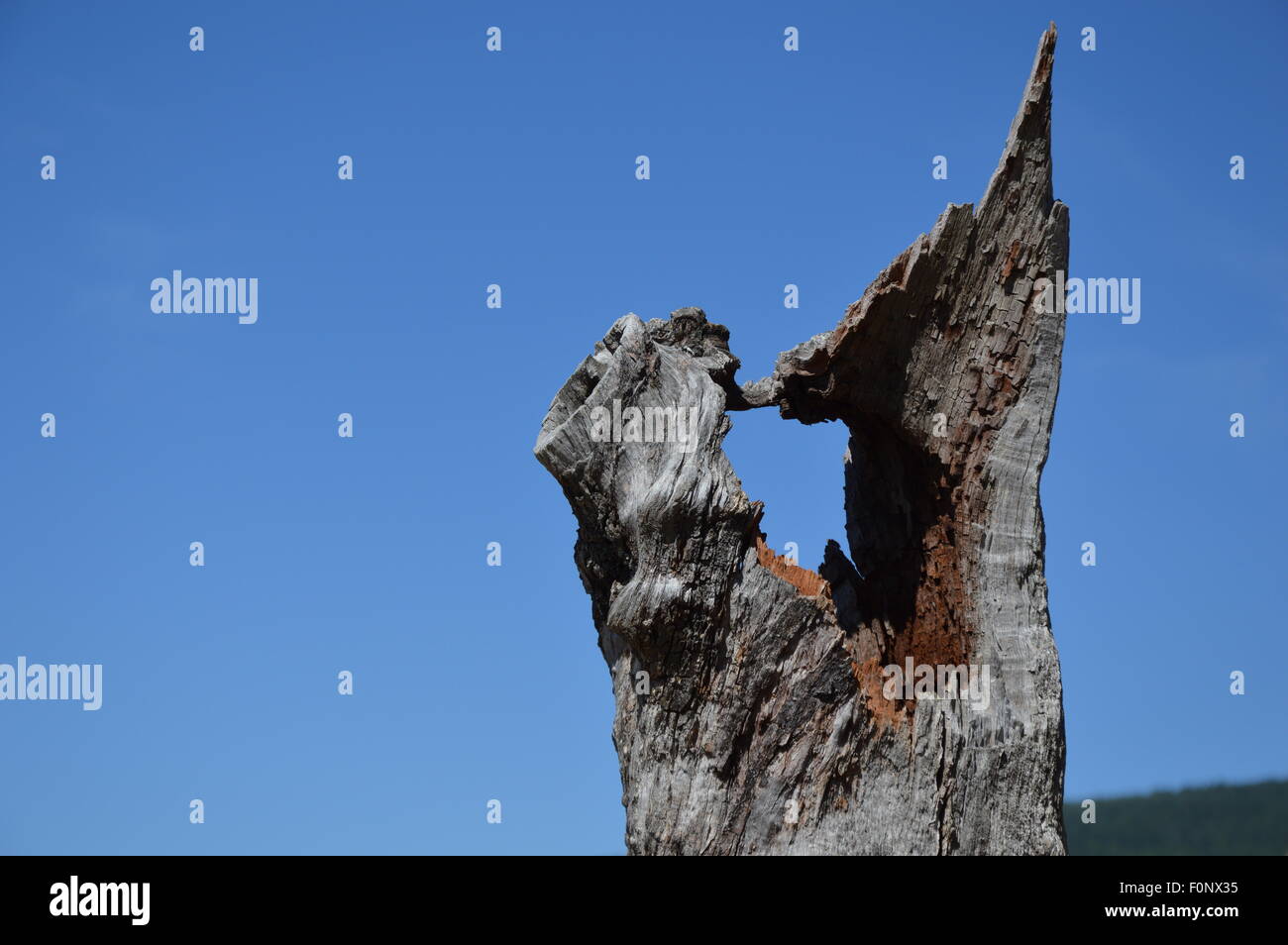 Broken Tree, background blue sky Stock Photo - Alamy