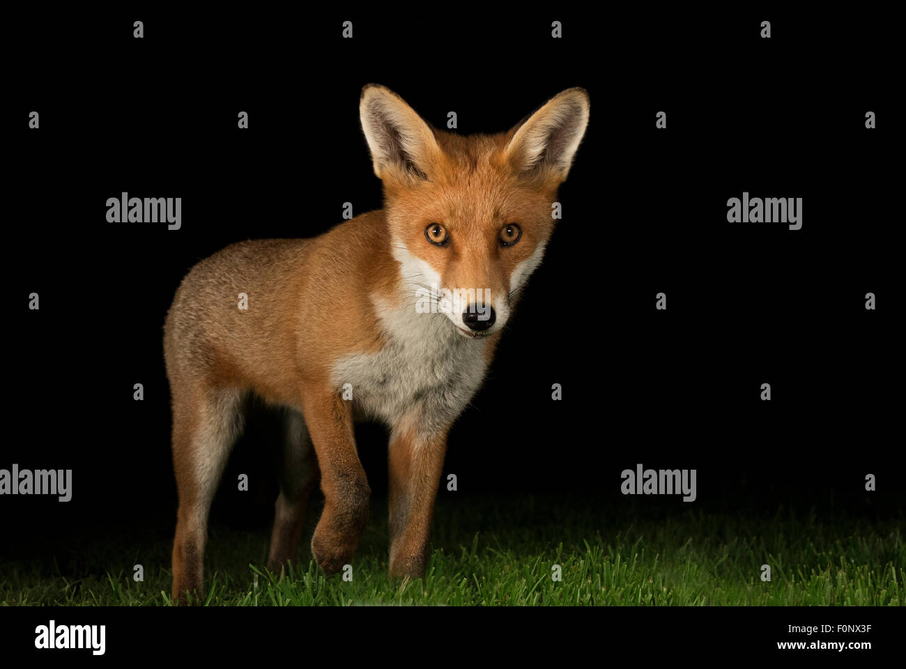 Red fox at night hi-res stock photography and images - Alamy