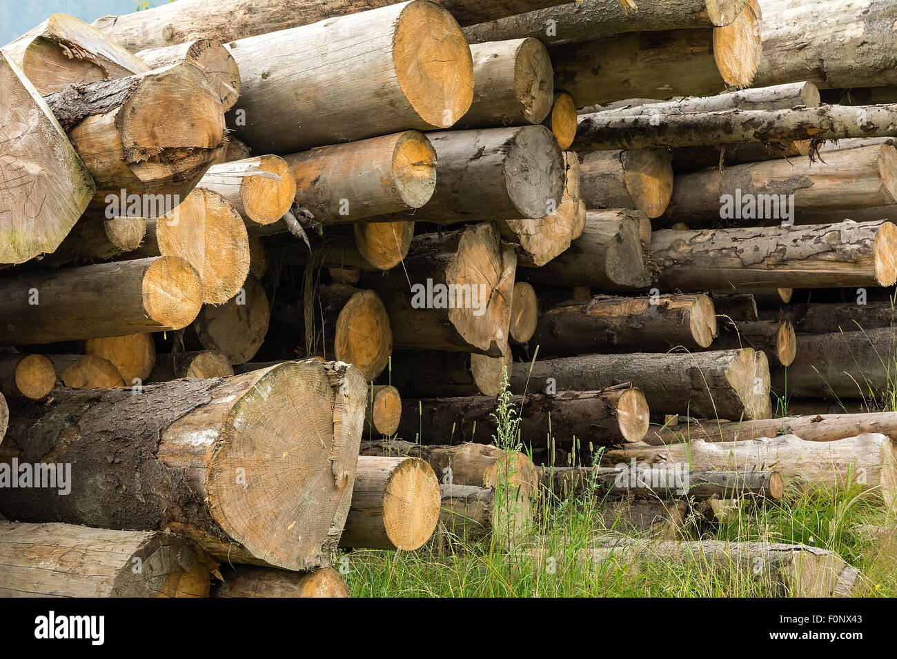 Plants logs hi-res stock photography and images - Alamy