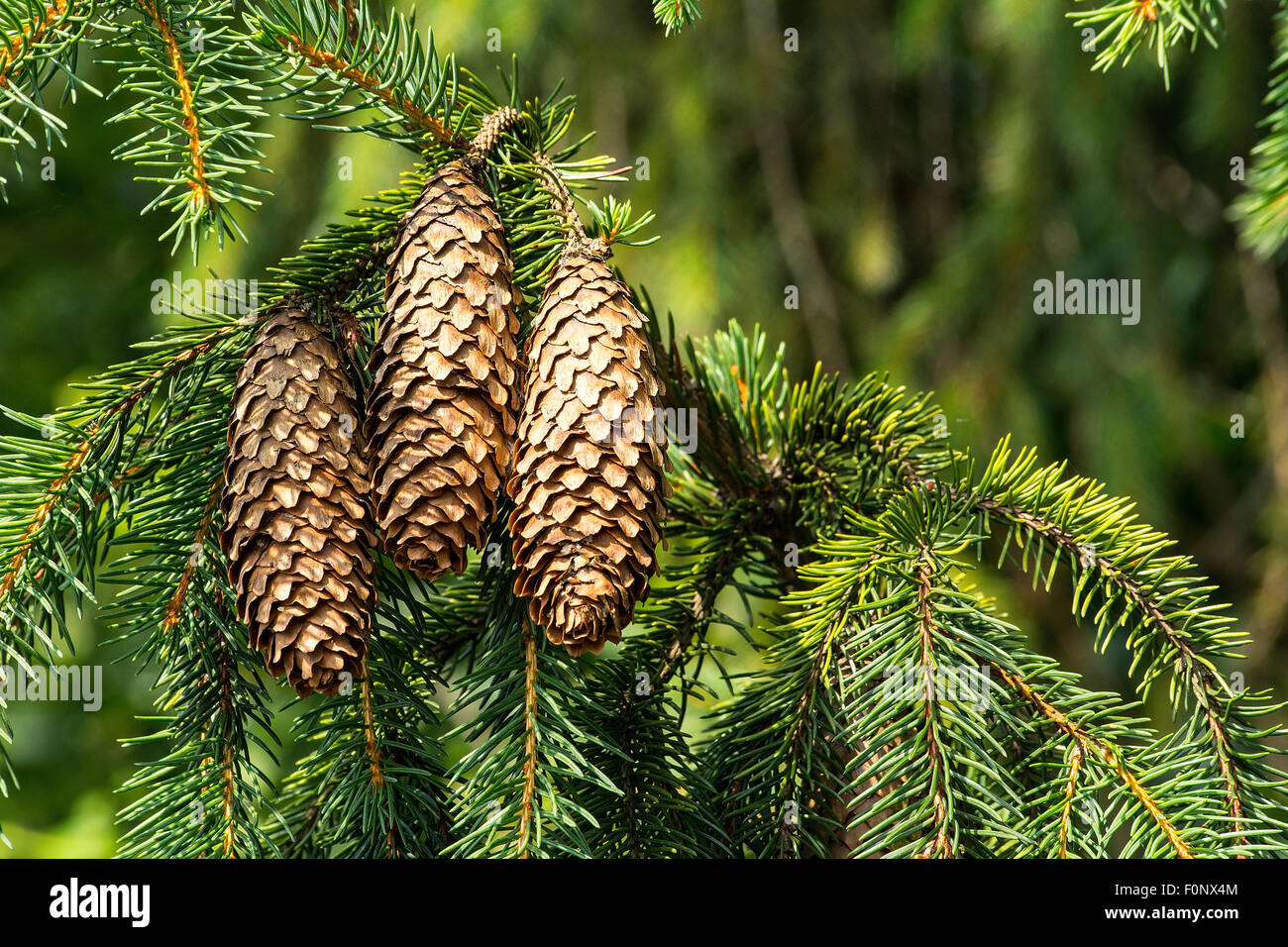 Spruce cones on the tree Stock Photo - Alamy
