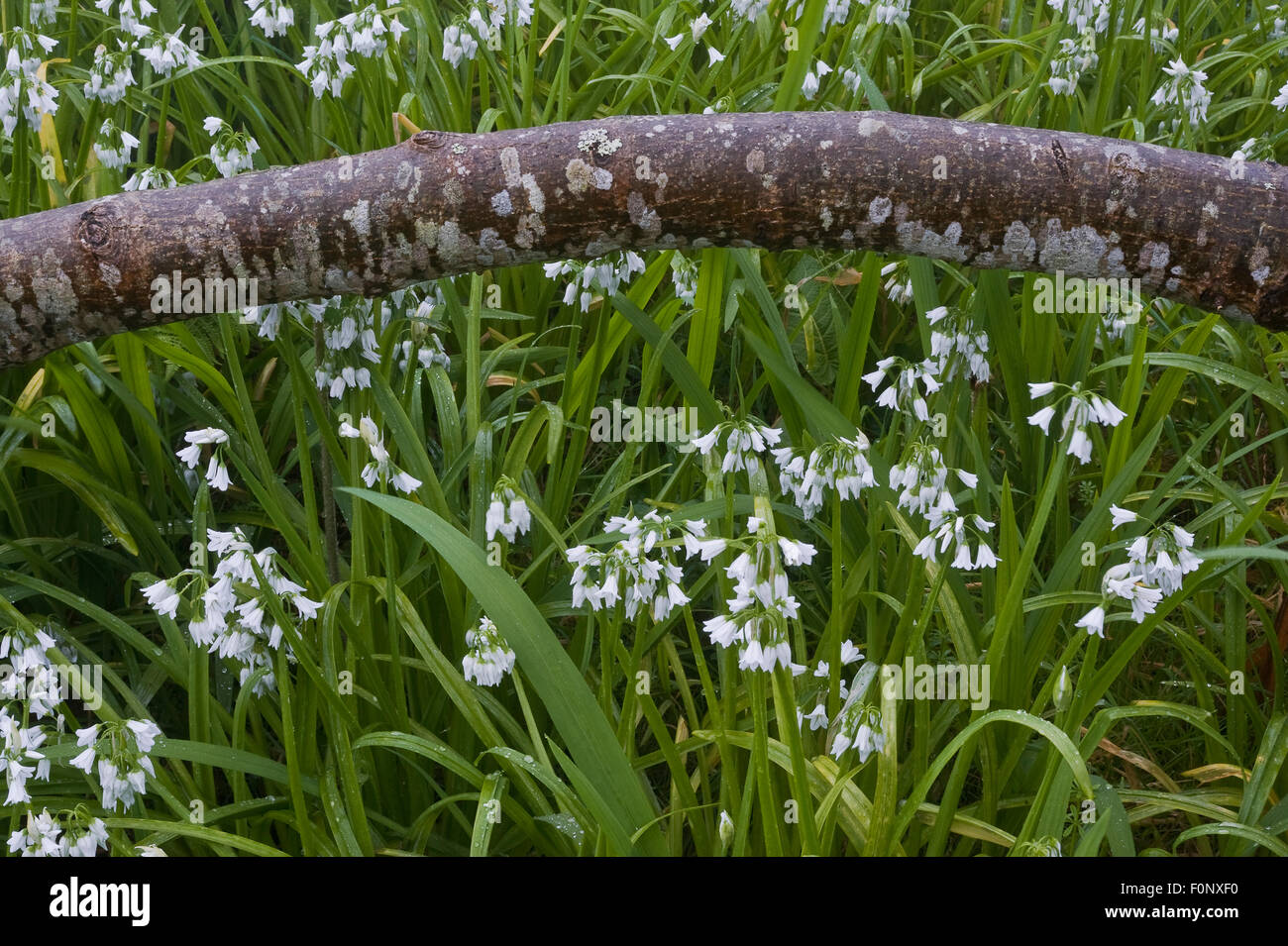 Three-cornered garlic (Allium triquetrum) flowering below a the trunk ...
