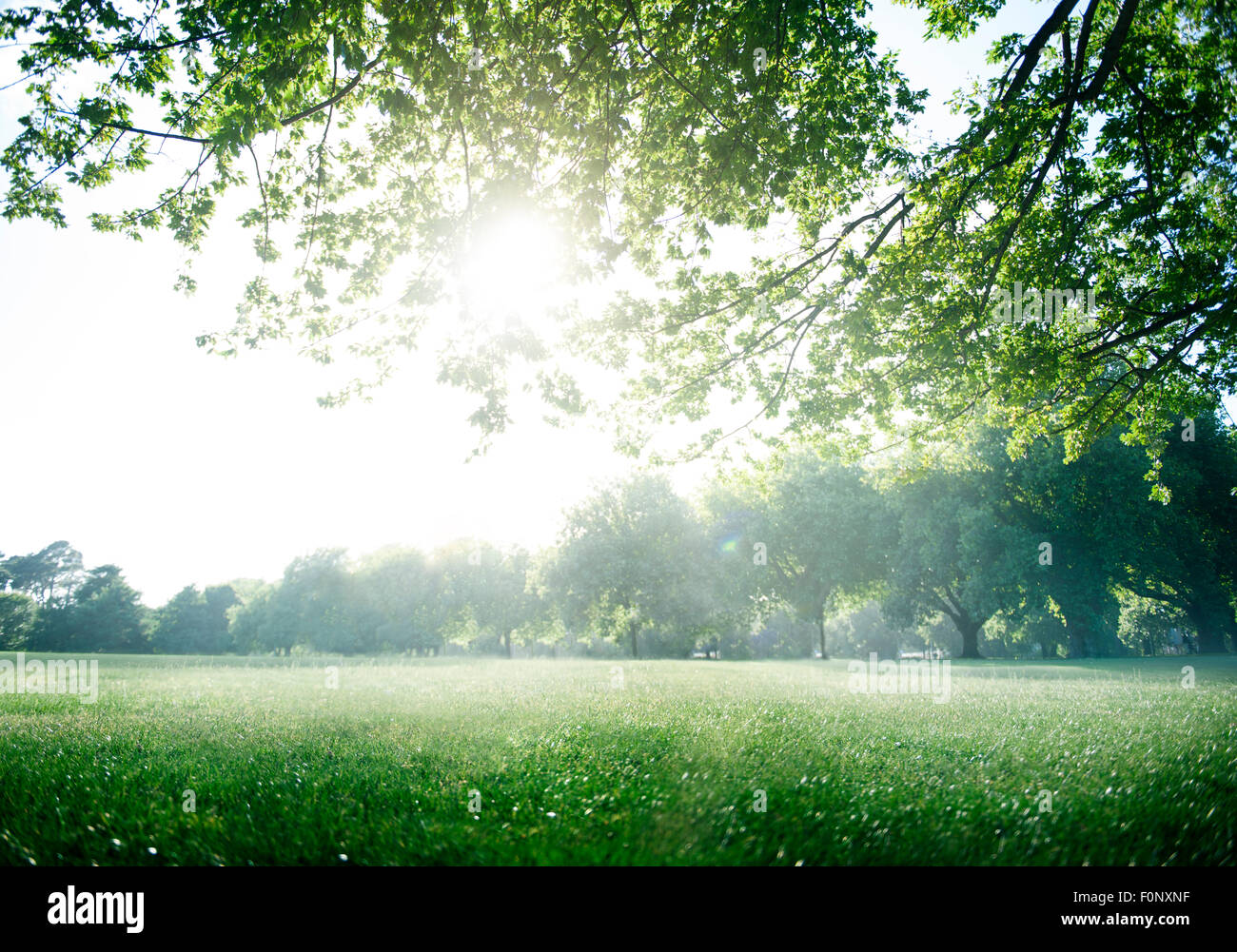Green Field Park Environment Scenic Concept Stock Photo - Alamy