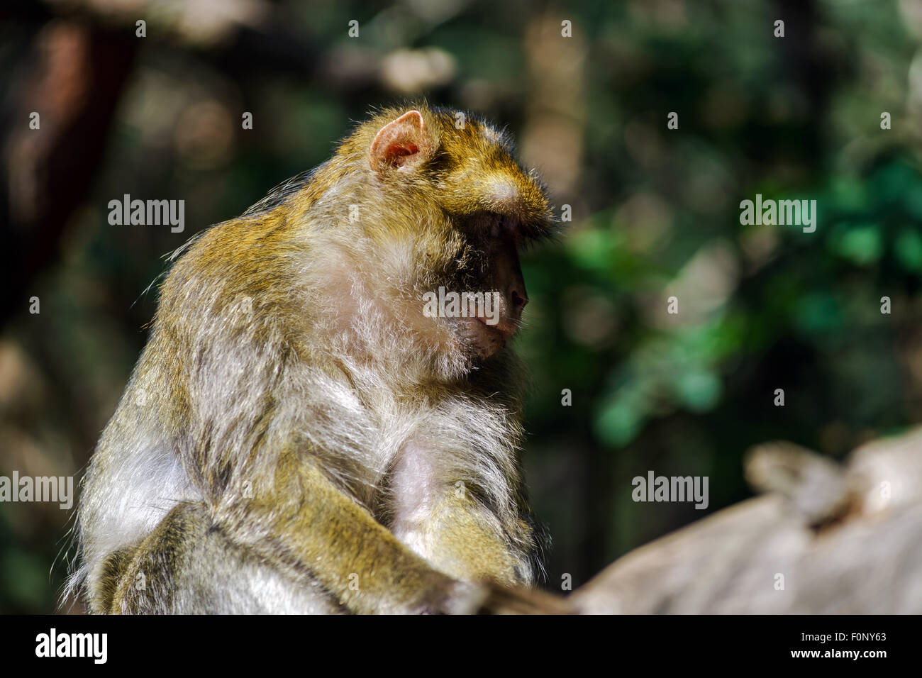 Beautiful macaco monkeys in the forest, natural park, France Stock ...