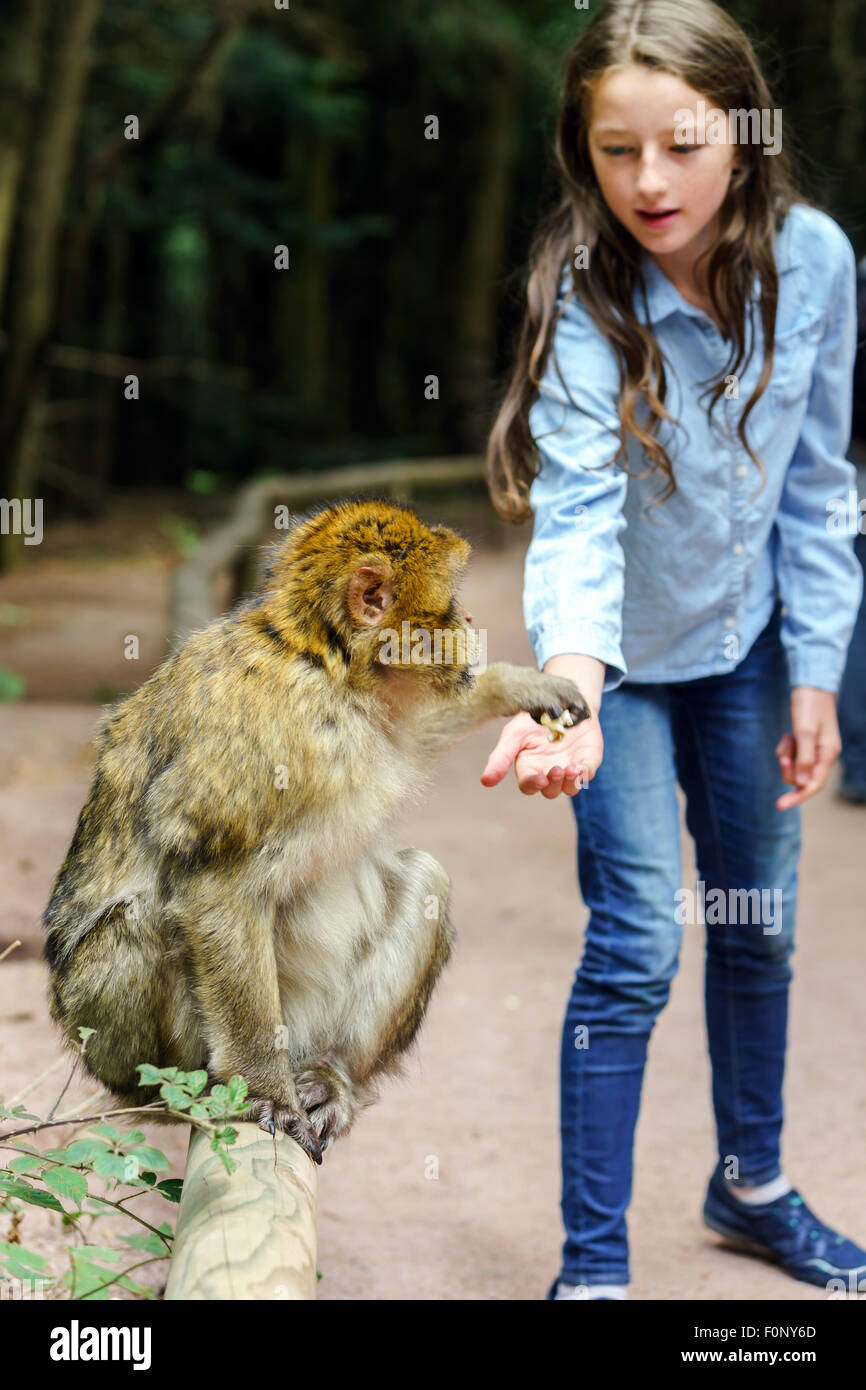 Teenage girl feeding mocaco monkey in natural park Stock Photo - Alamy