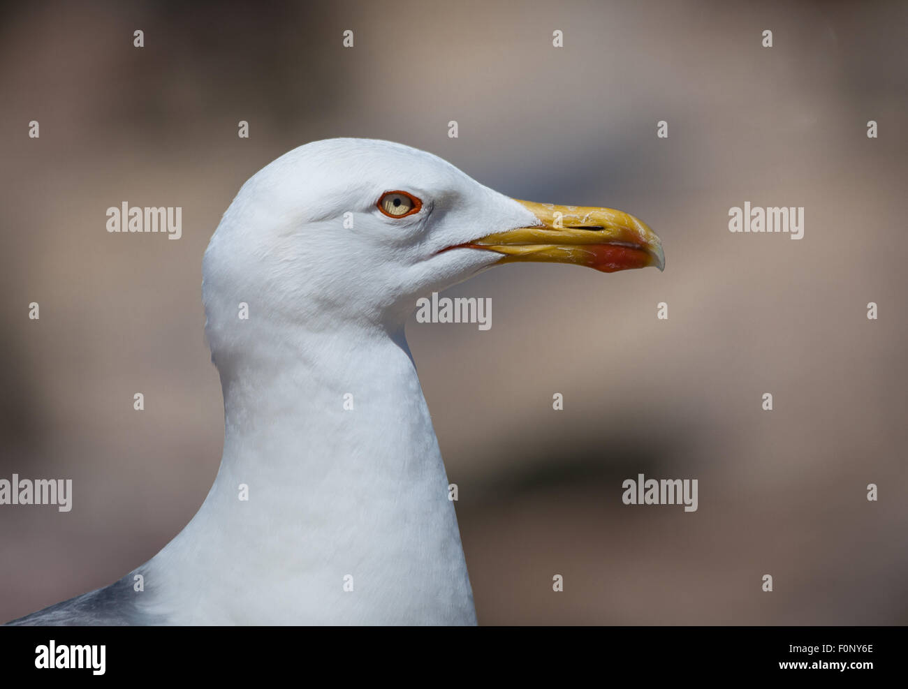 Seagull Small to large seabirds, many of which also live inland for at ...