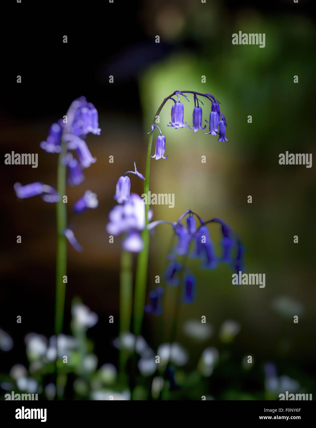 British bluebells hi-res stock photography and images - Alamy