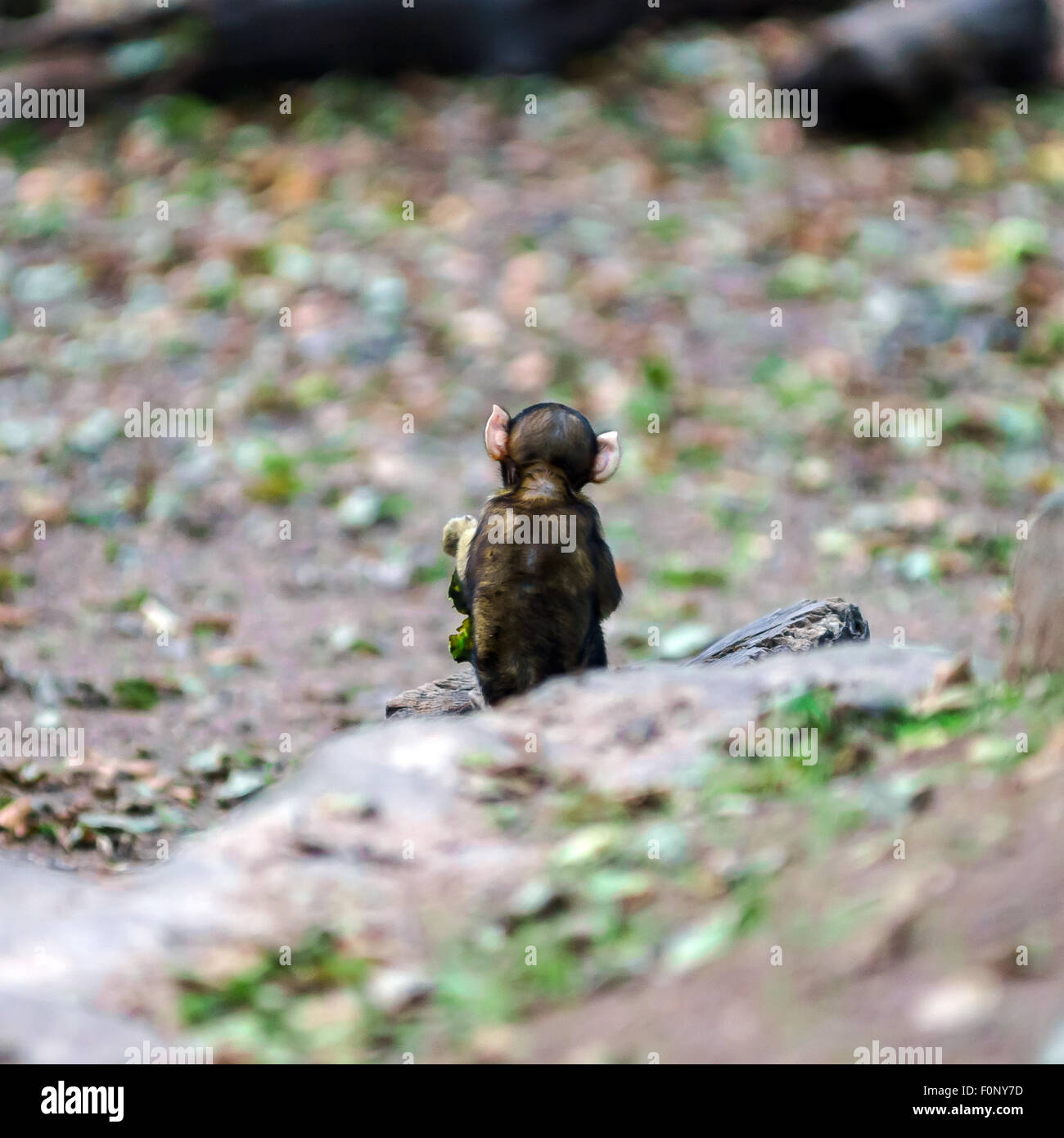 Macaco monkey baby in the natural forest, animal in nature Stock Photo ...