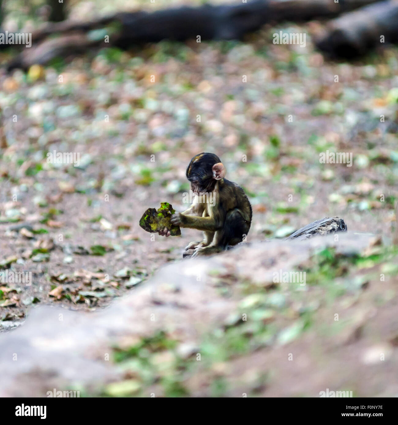 Macaco monkey baby in the natural forest, animal in nature Stock Photo ...