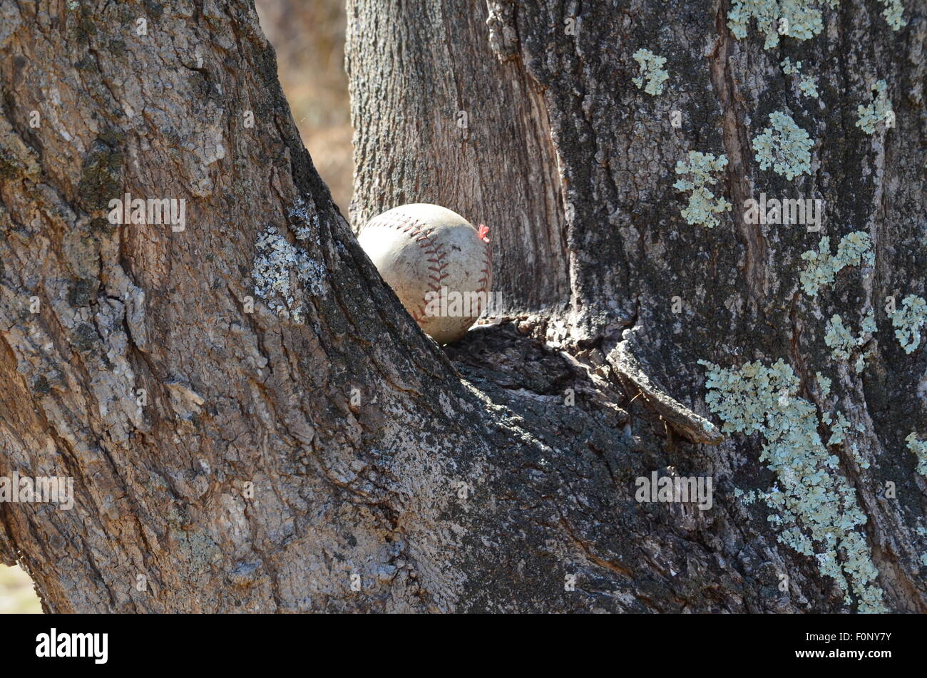 Limb of a tree hi-res stock photography and images - Alamy