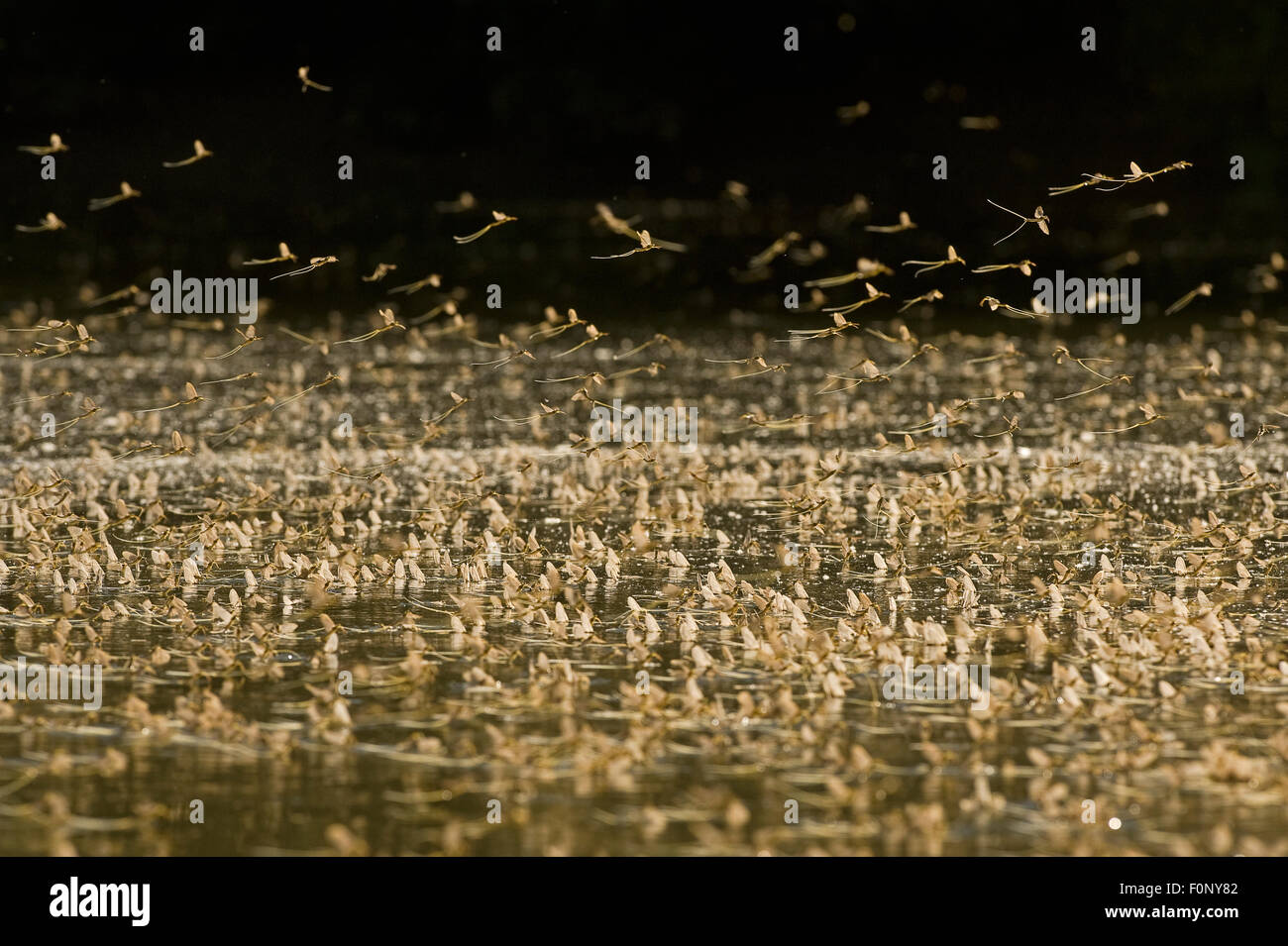 Tisza mayflies (Palingenia longicauda) swarming, Tisza river, Hungary ...