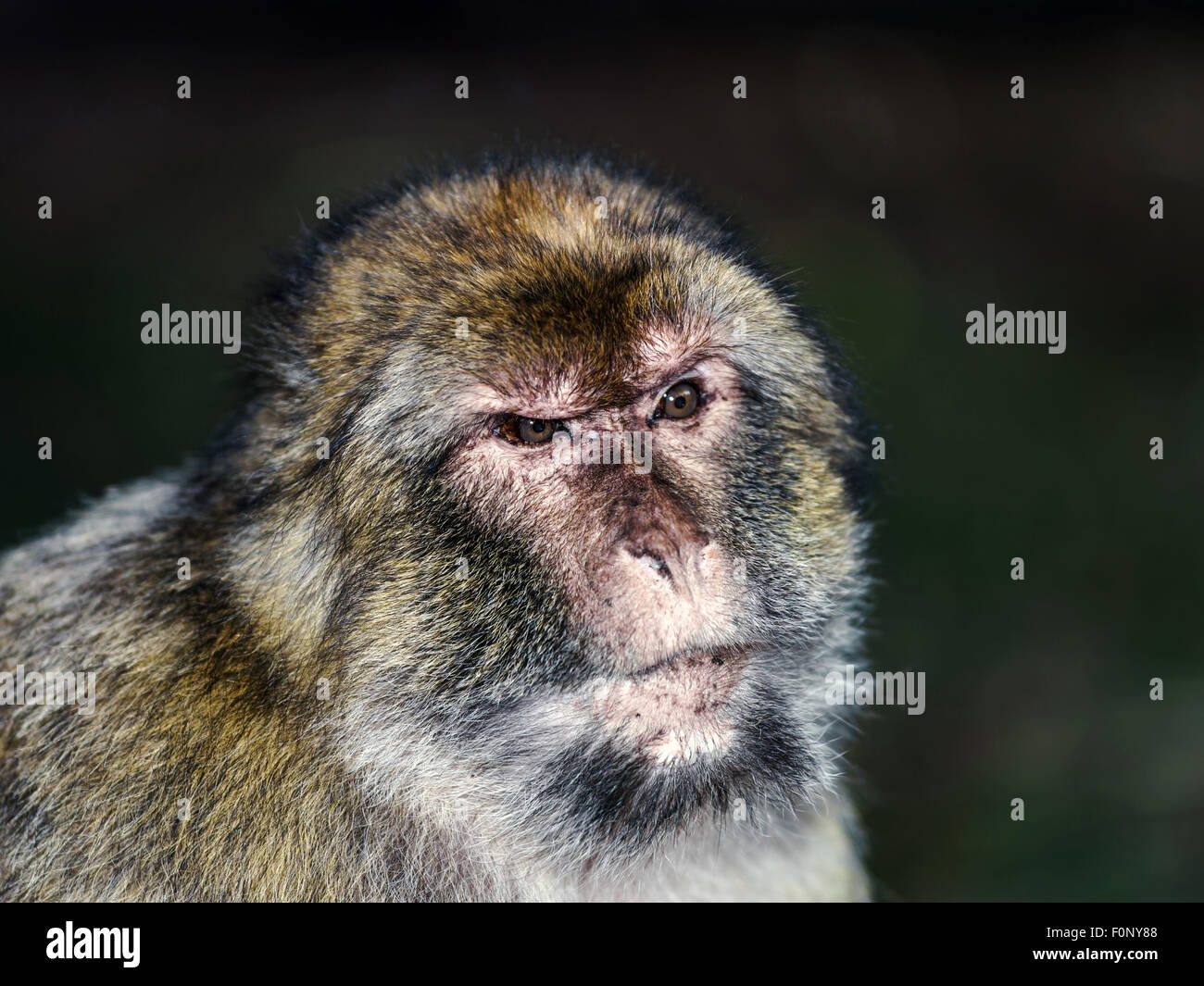 Emotional close-up portrait of mocaco monkey, natural park, France ...