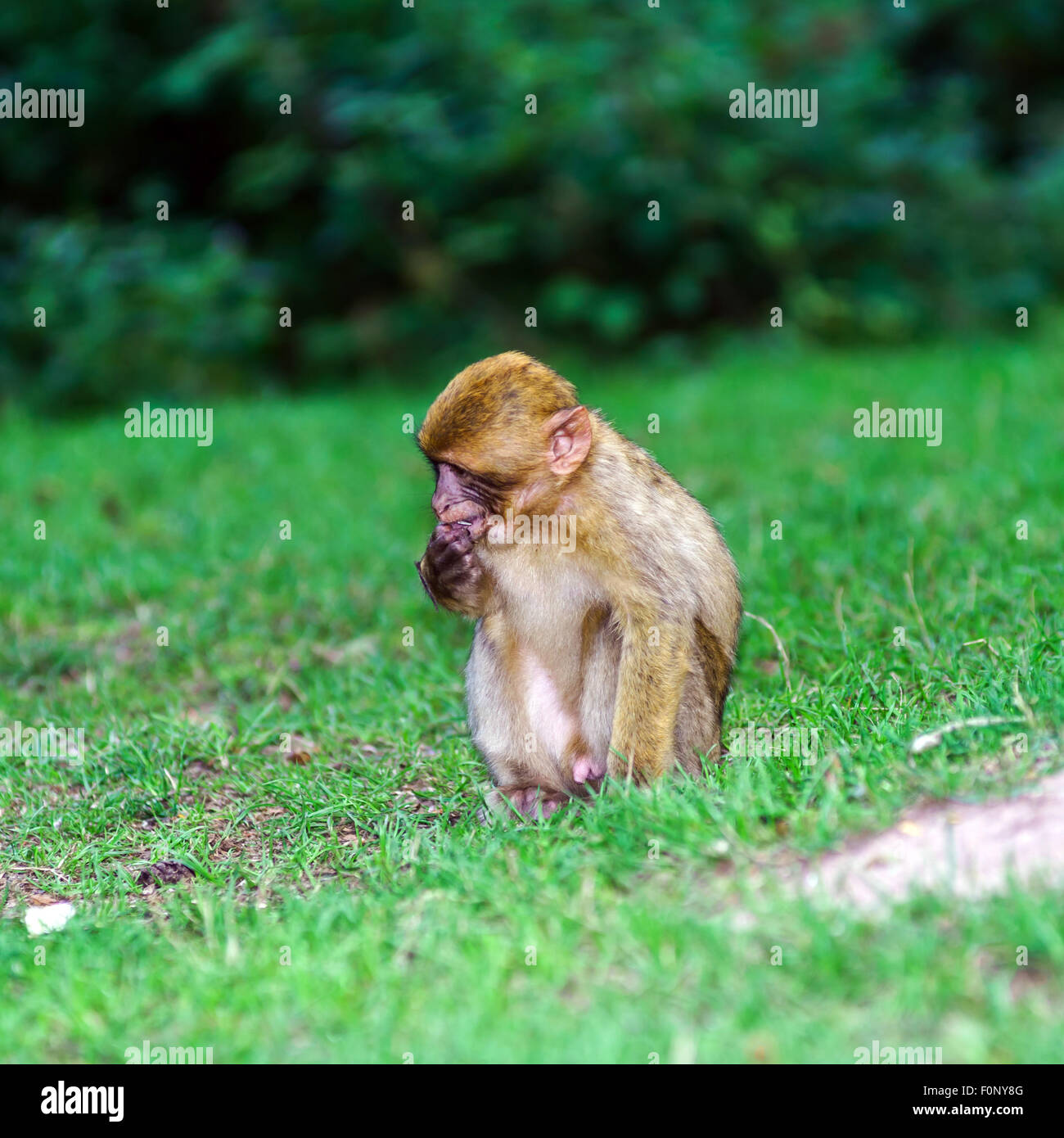 Beautiful macaco monkeys in the forest, natural park, France Stock ...