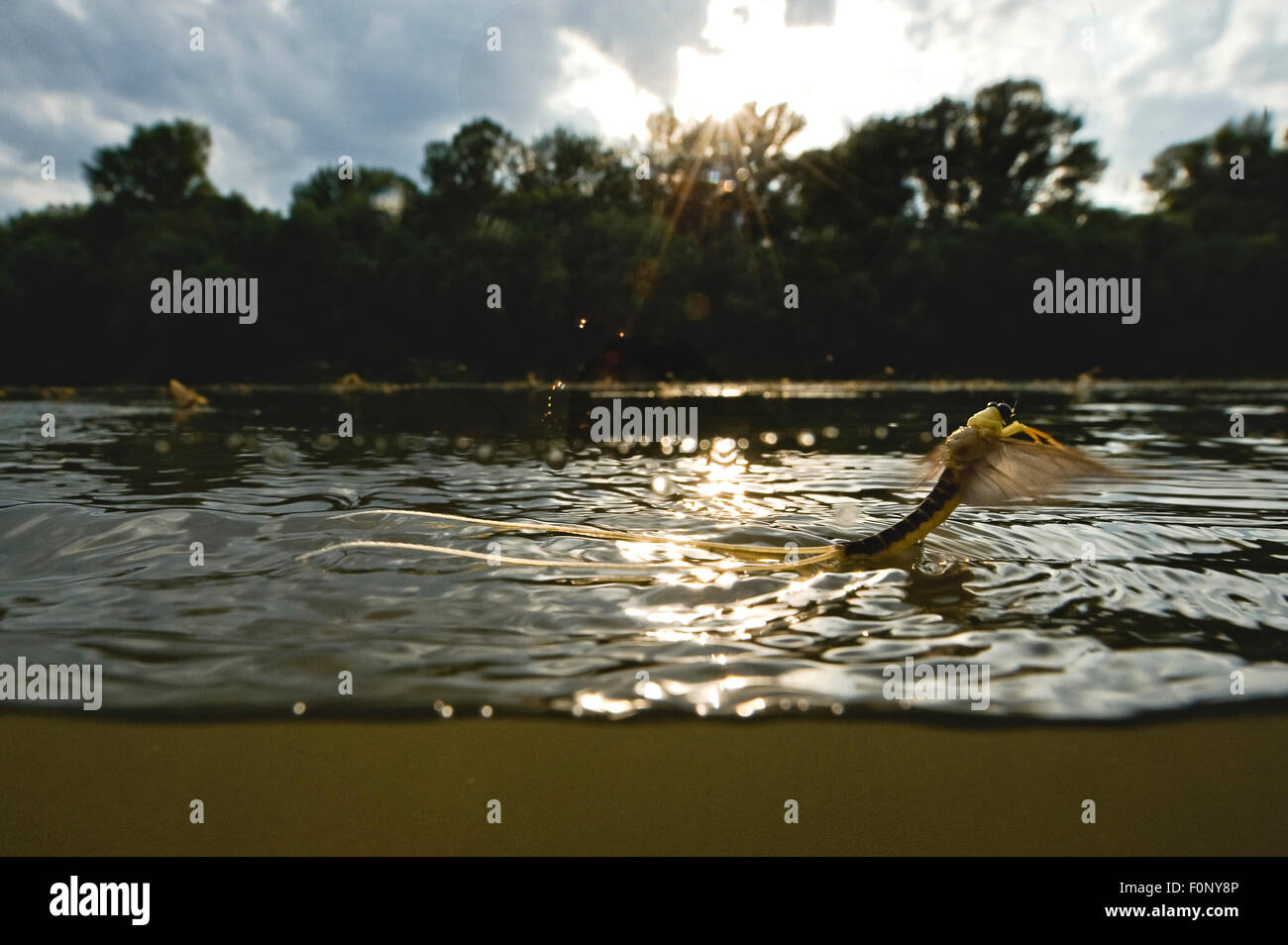 Tisza mayfly (Palingenia longicauda) taking off from water, Tisza river ...