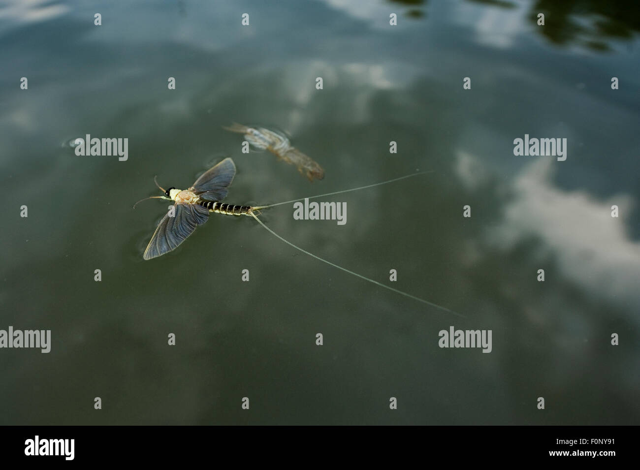 Dead Tisza mayfly (Palingenia longicauda) on water near an exoskeleton ...