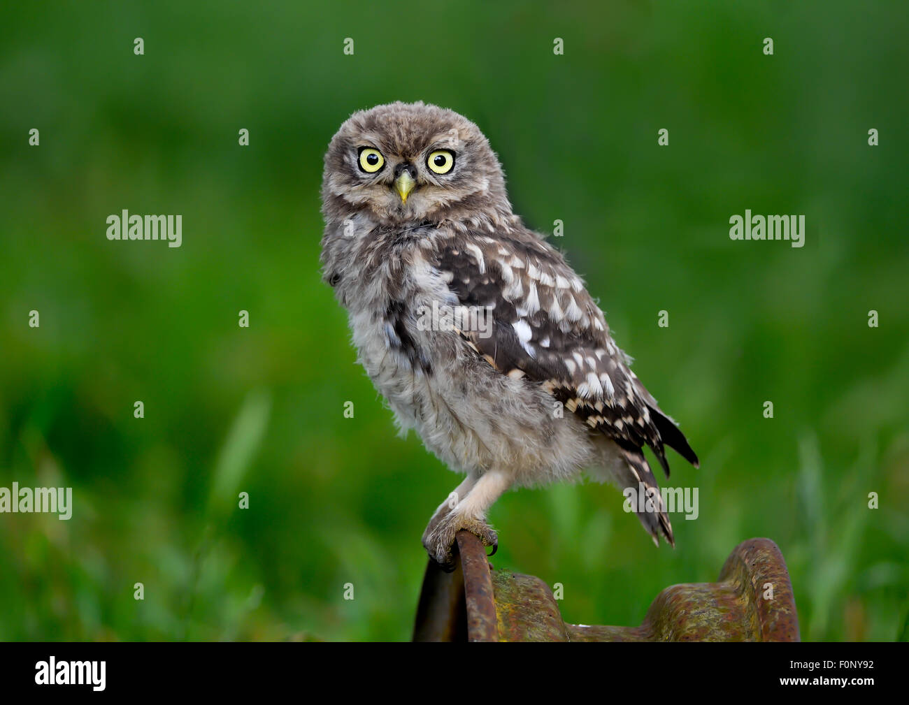 Little owl bird wildlife nature predator wild eye, prey, looking ...