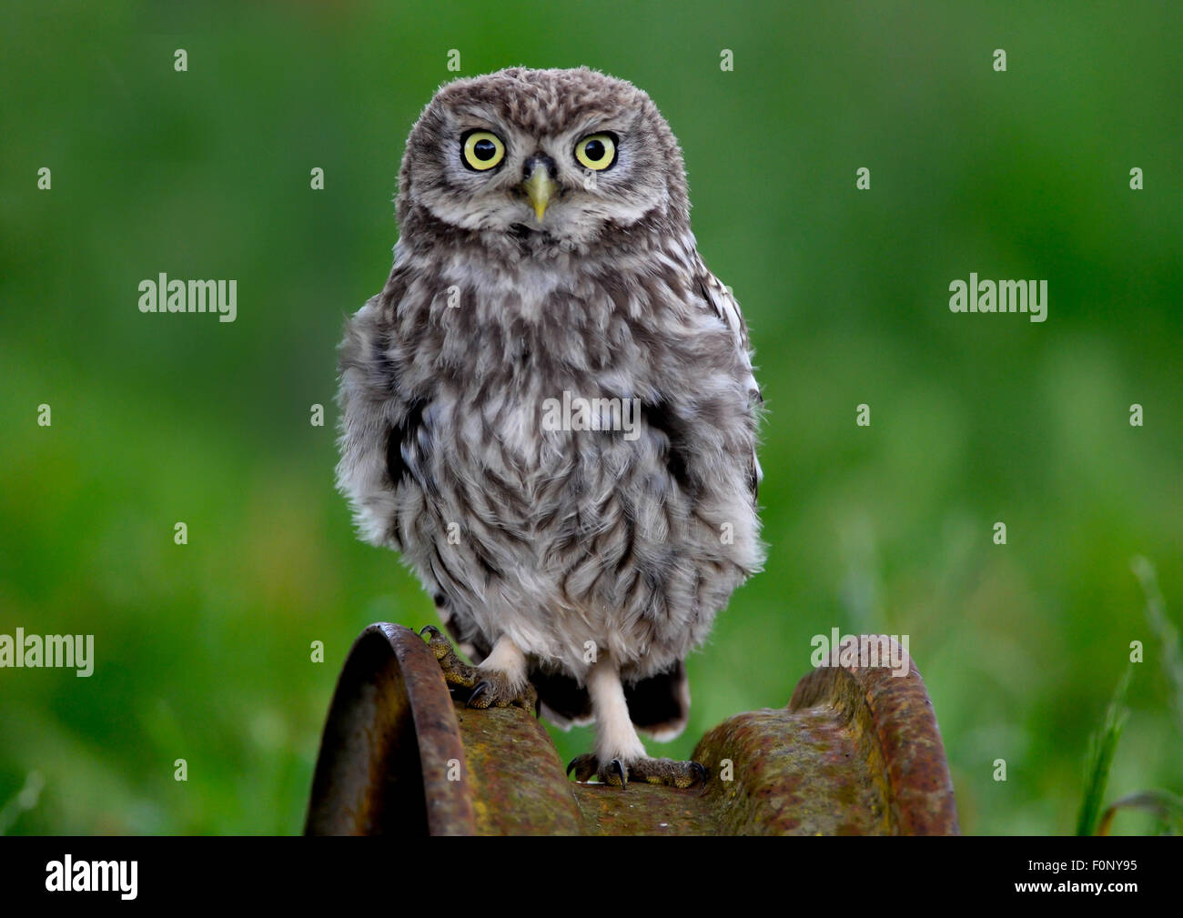 Little owl bird wildlife nature predator wild eye, prey, looking ...