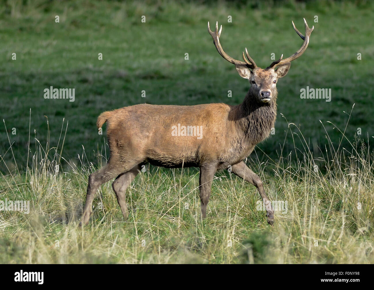 deer, stag, wildlife, animal, antlers, nature, season, mammal, forest ...