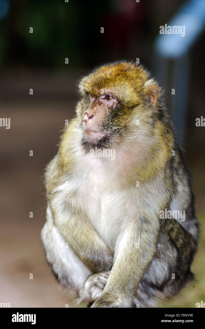 Emotional close-up portrait of mocaco monkey, natural park, France ...