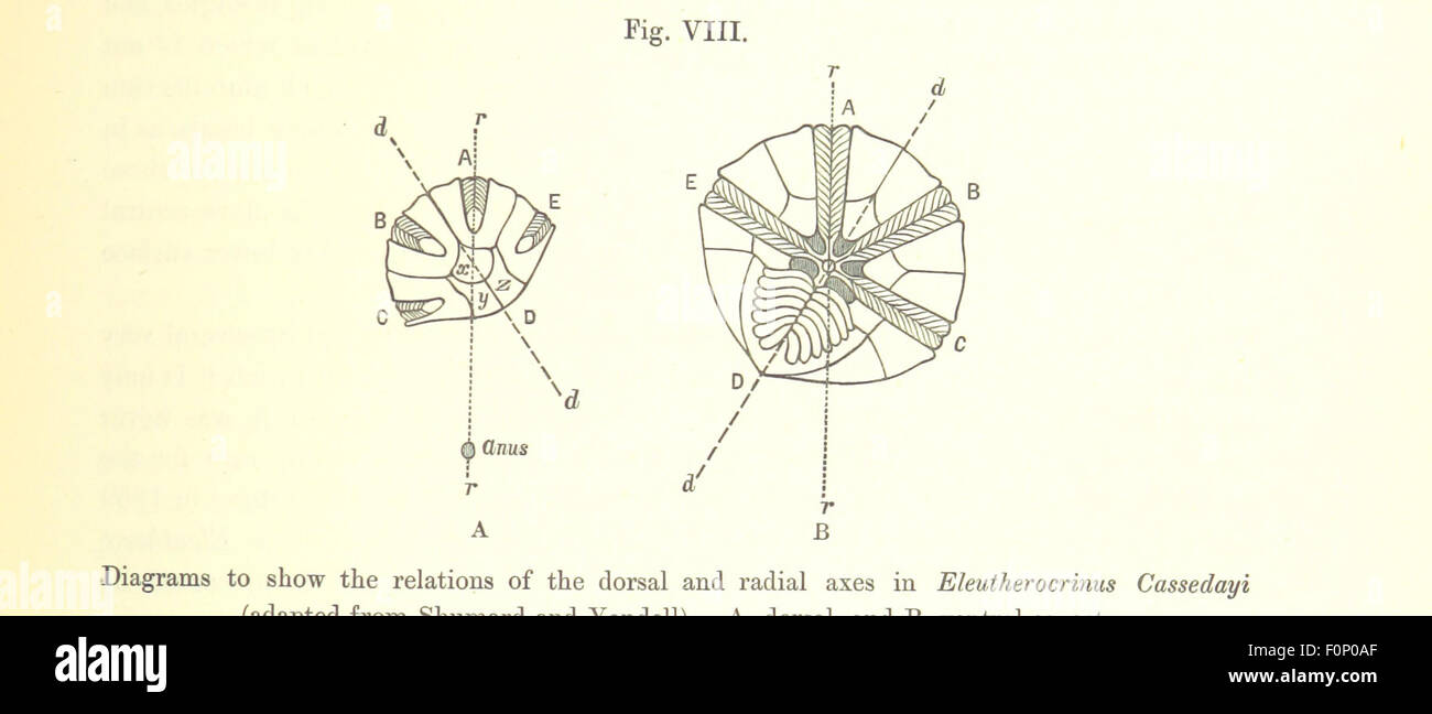 Blastoidea hi-res stock photography and images - Alamy