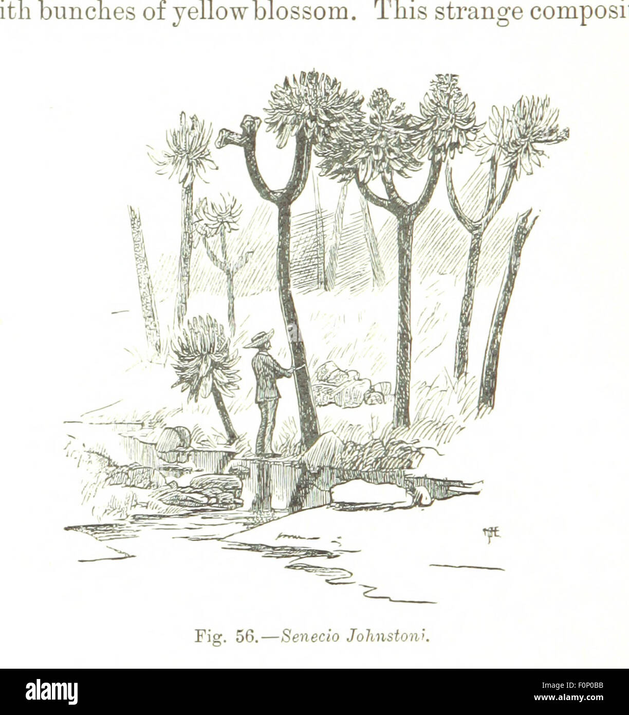 Image from page 318 of 'The Kilima-njaro Expedition', documenting the ...