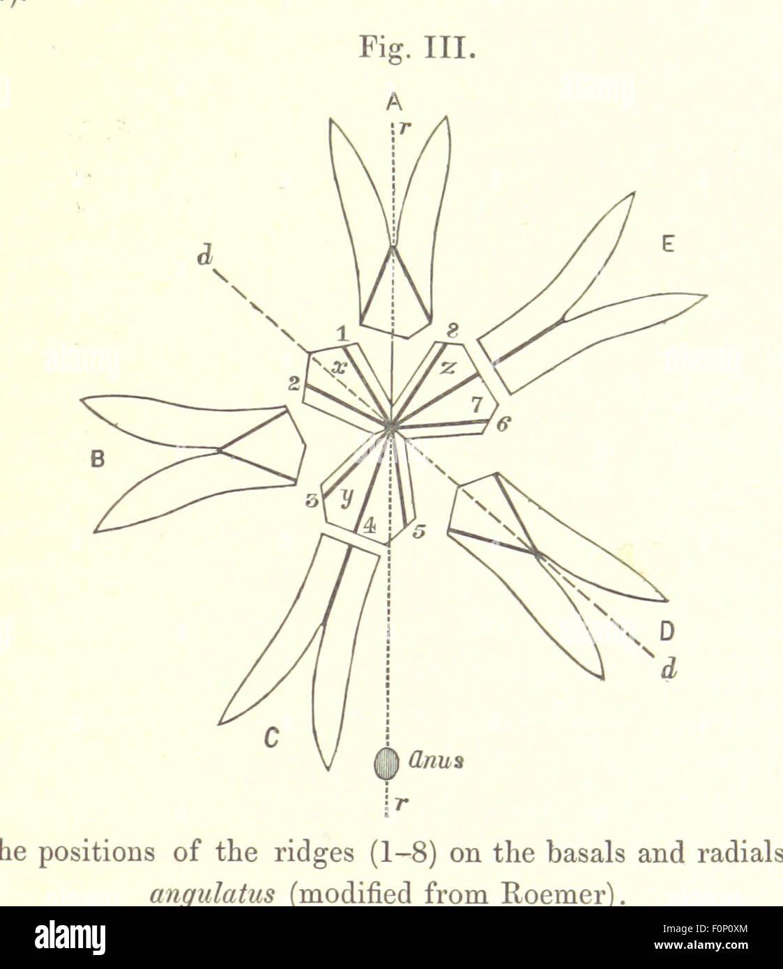 Image taken from page 37 of 'Catalogue of the Blastoidea in the ...