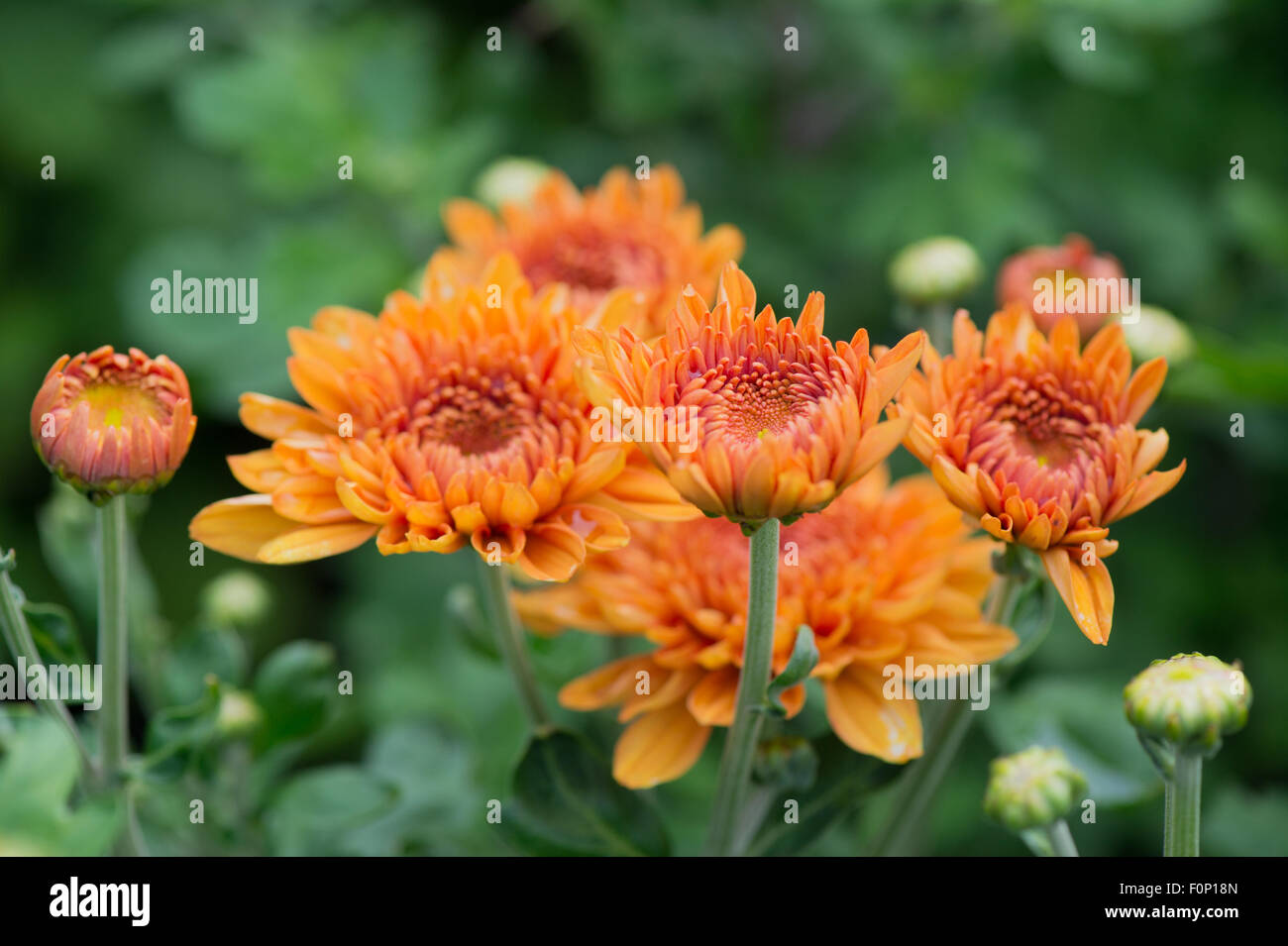 Chrysanths in flower bed hi-res stock photography and images - Alamy