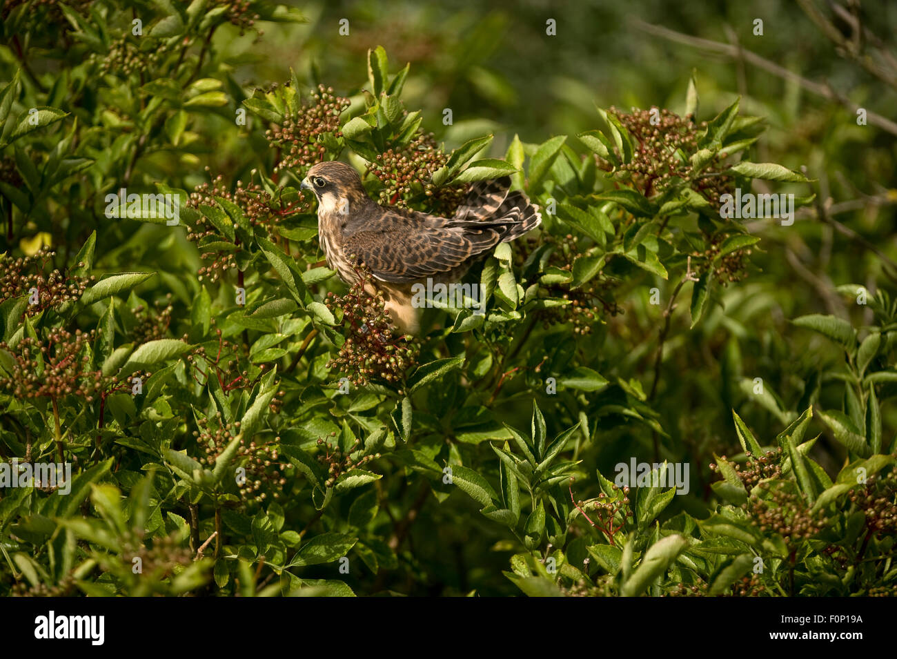 Falco vespertinus juvenile hi-res stock photography and images - Alamy