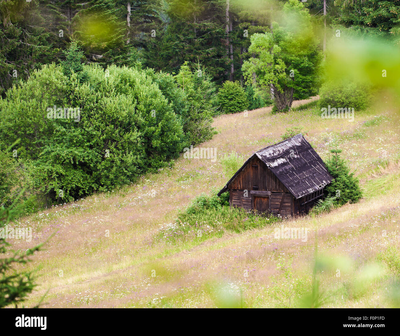 old wooden house in the Carpathian forest Stock Photo - Alamy