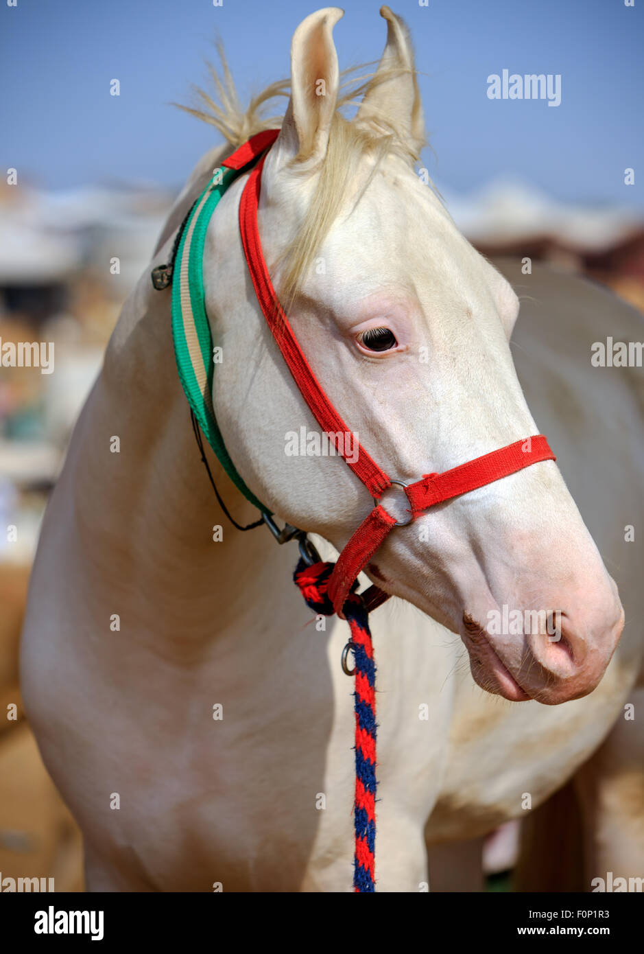 White horse at Pushkar Fair in Rajasthan, India, Asia Stock Photo - Alamy