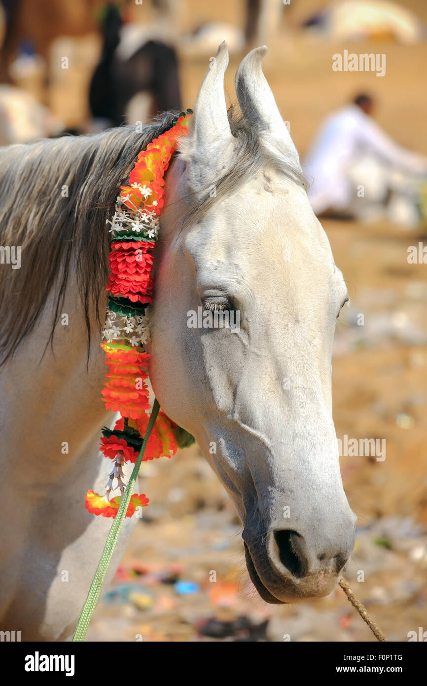 White horse pushkar fair rajasthan hi-res stock photography and images ...