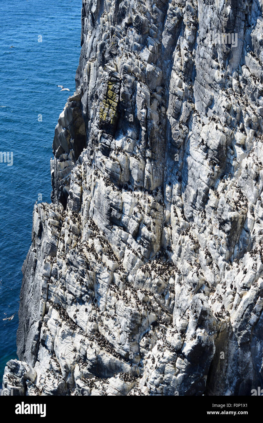 Guillemots (Uria aalge) nesting on cliff ledges on Isle of May, Firth ...