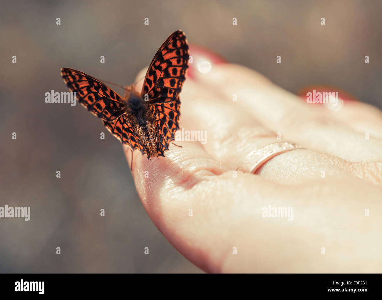 Butterfly sitting on the female hand closeup Stock Photo - Alamy