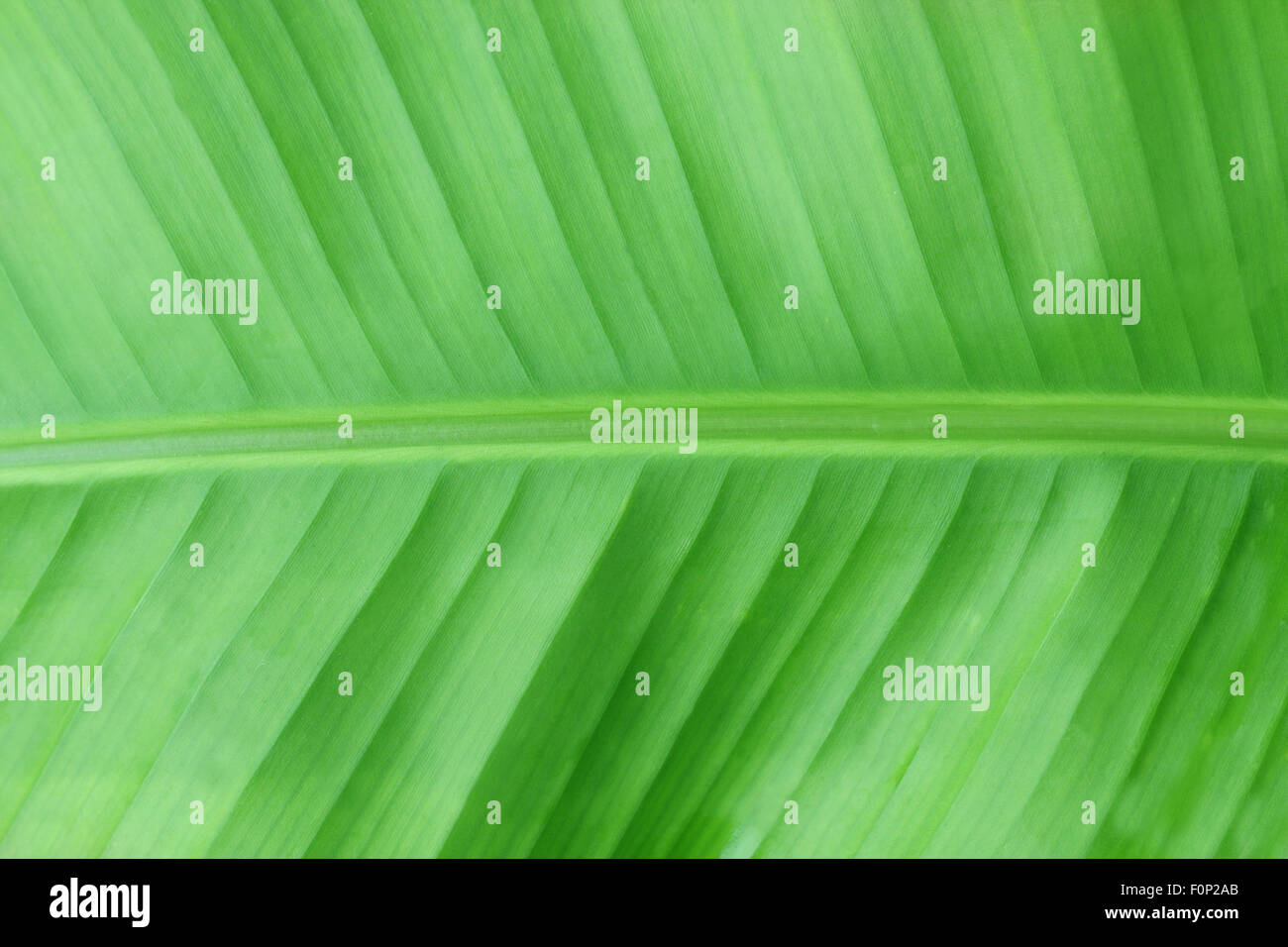 Banana tree leaf texture as background Stock Photo - Alamy