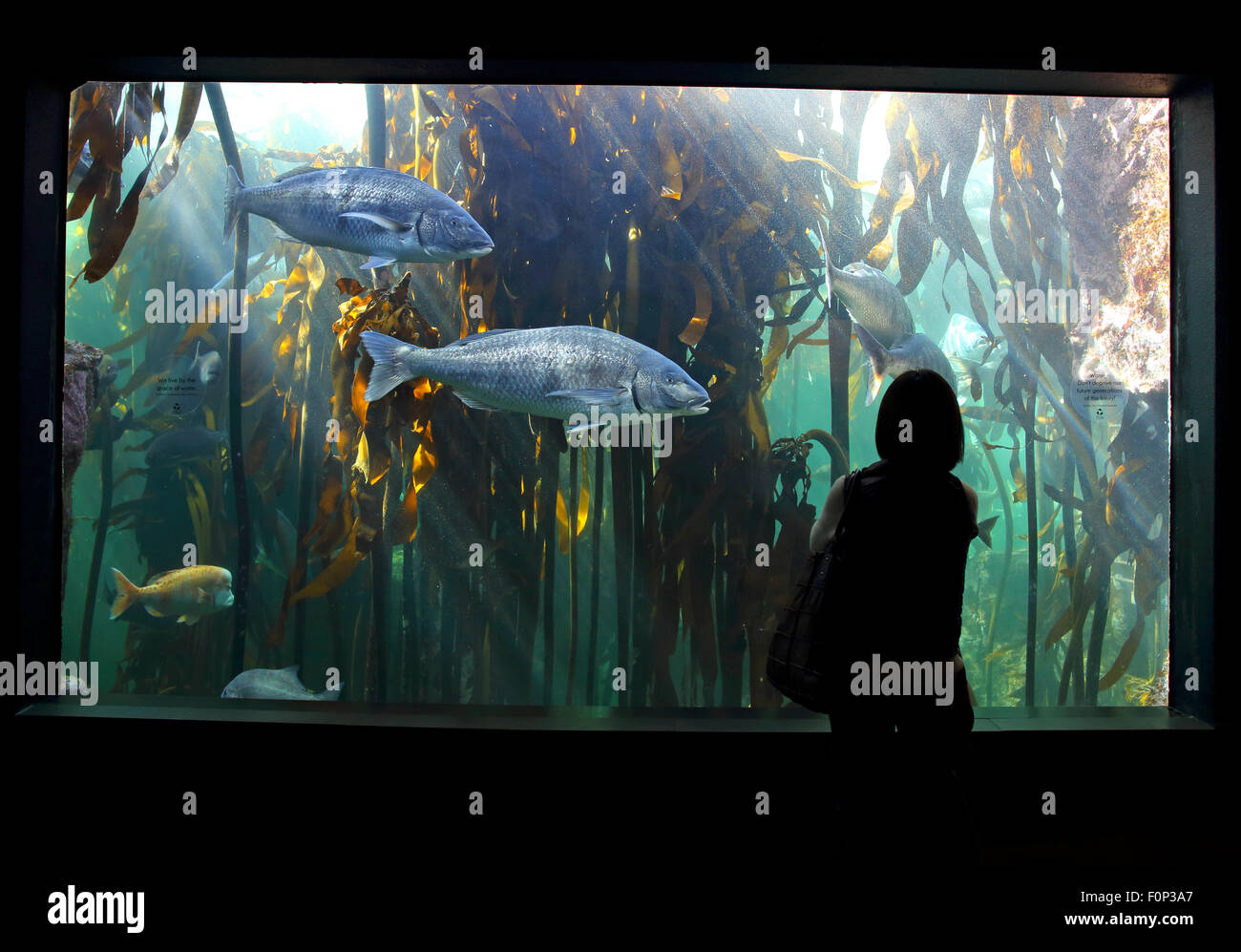 People looking at fish inside Cape Town aquarium Stock Photo - Alamy