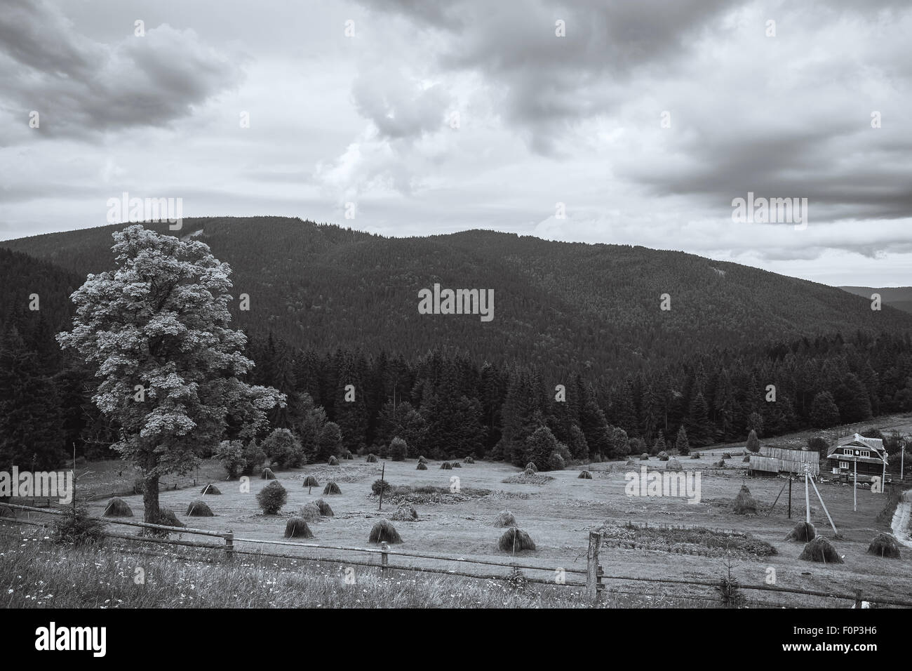 rural landscape, sheaves of hay in the Carpathians Stock Photo - Alamy