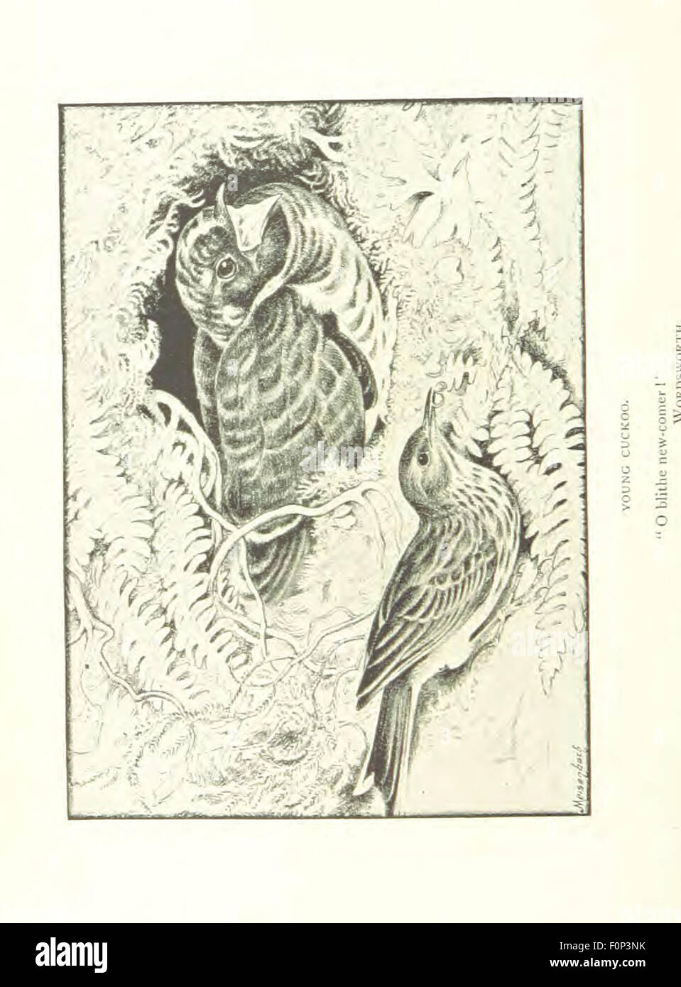 Image from page 8 of 'Bards and the Birds', a poetry collection curated ...