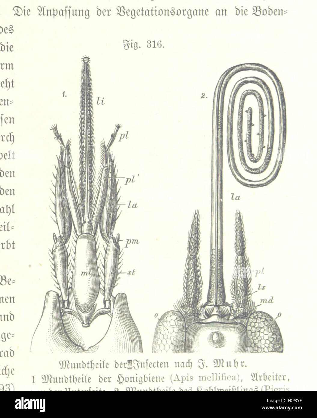 An image from page 825 of 'Unser Wissen von der Erde,' a German geographical encyclopedia edited ...