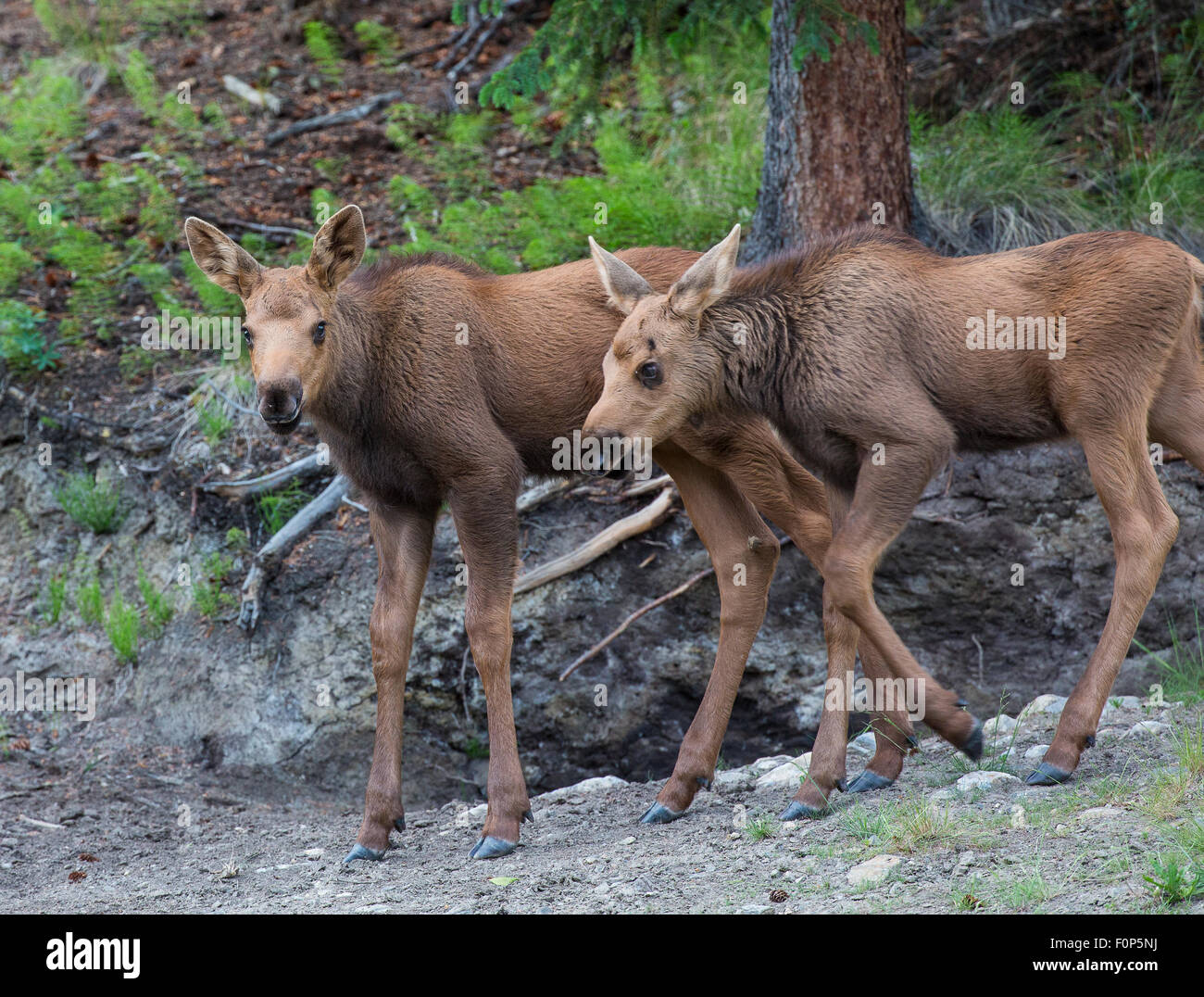 Juvenile moose calves at Forty Mile Wild and Scenic River in Alaska ...
