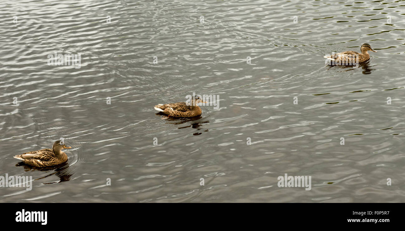 Three female Mallard wild ducks swimming on lake in Killarney National ...