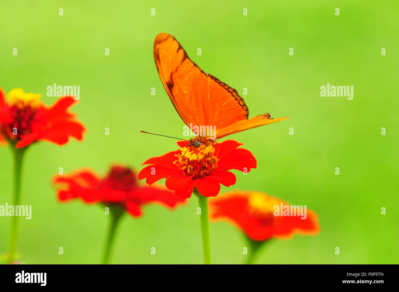 Beautiful Julia Heliconian( Dryas iulia) butterfly posed on a flower ...