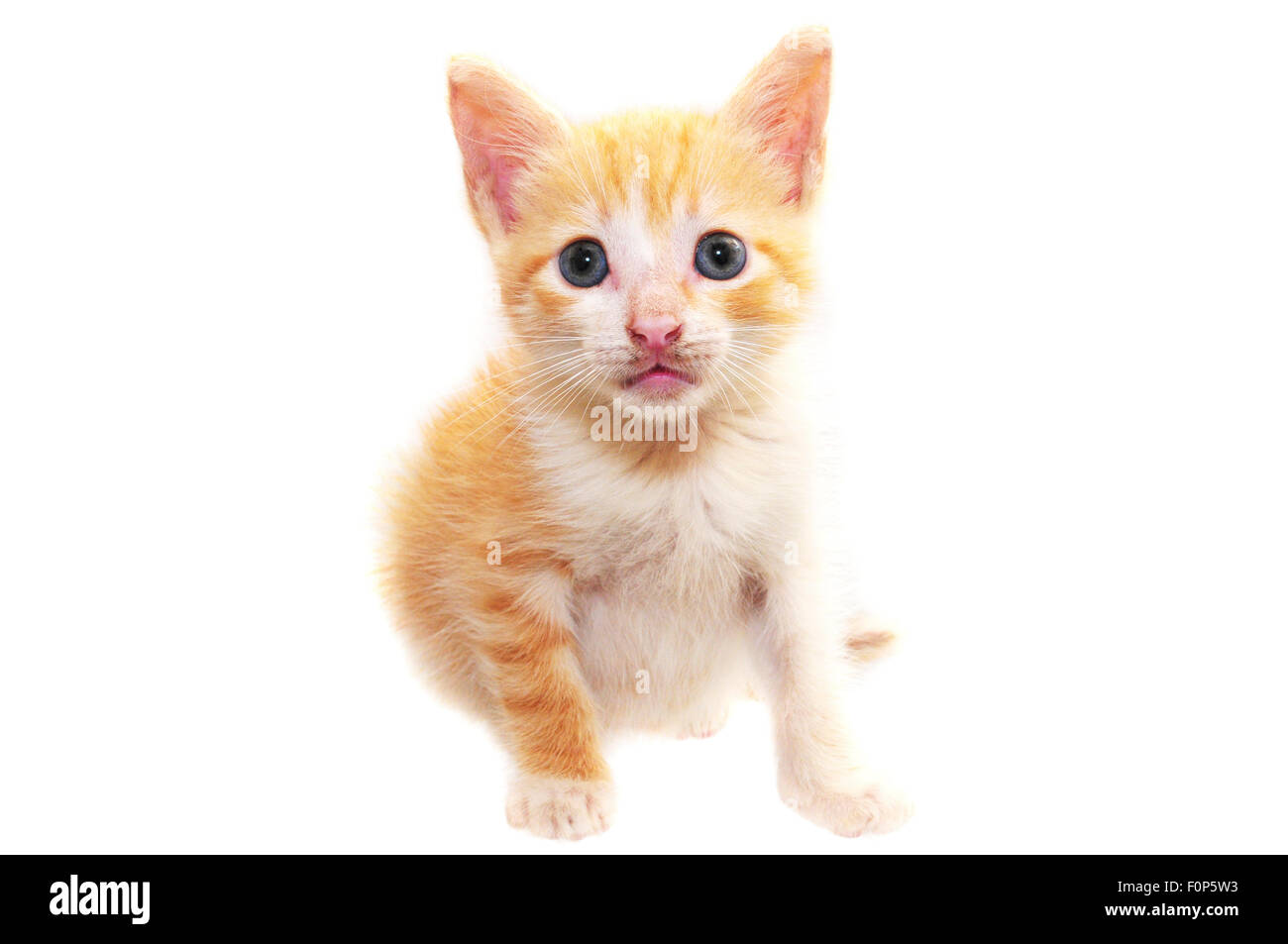 Very small kitten sitting and looking at the camera isolated on white ...