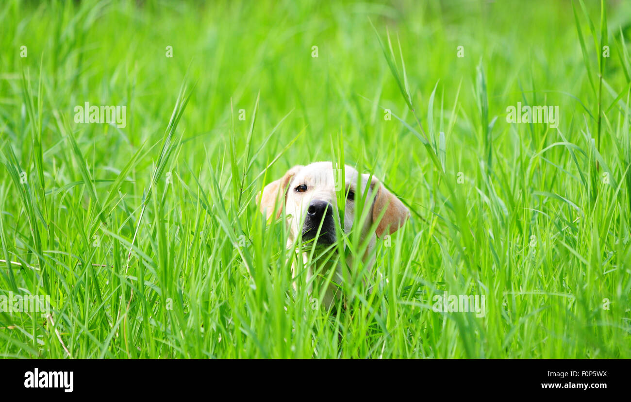 Beautiful Labrador retriever female hiding in the green tall grass ...