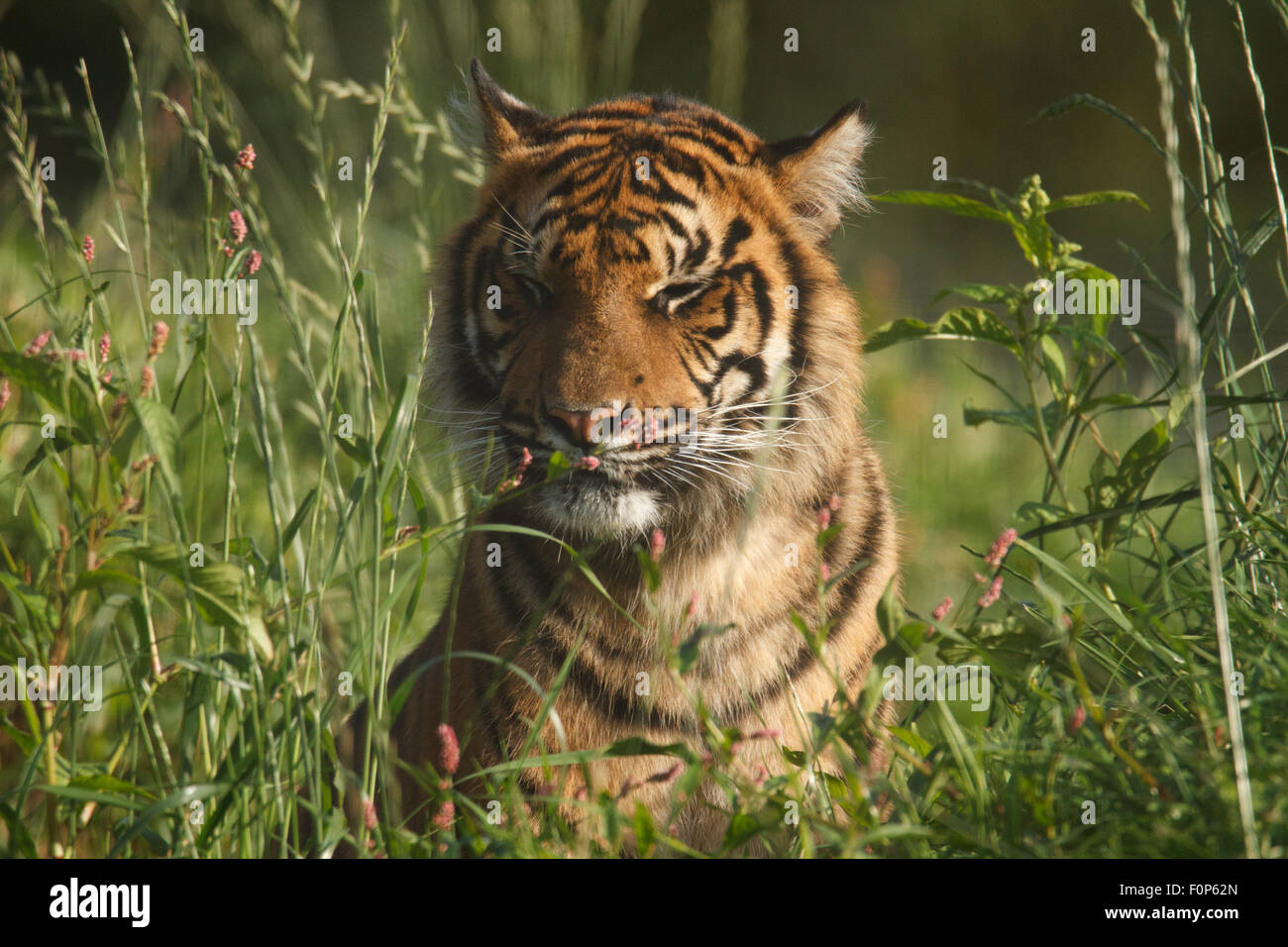 Tenby, Wales, UK. 18th August, 2015. New Sumatran Tiger at Manor ...