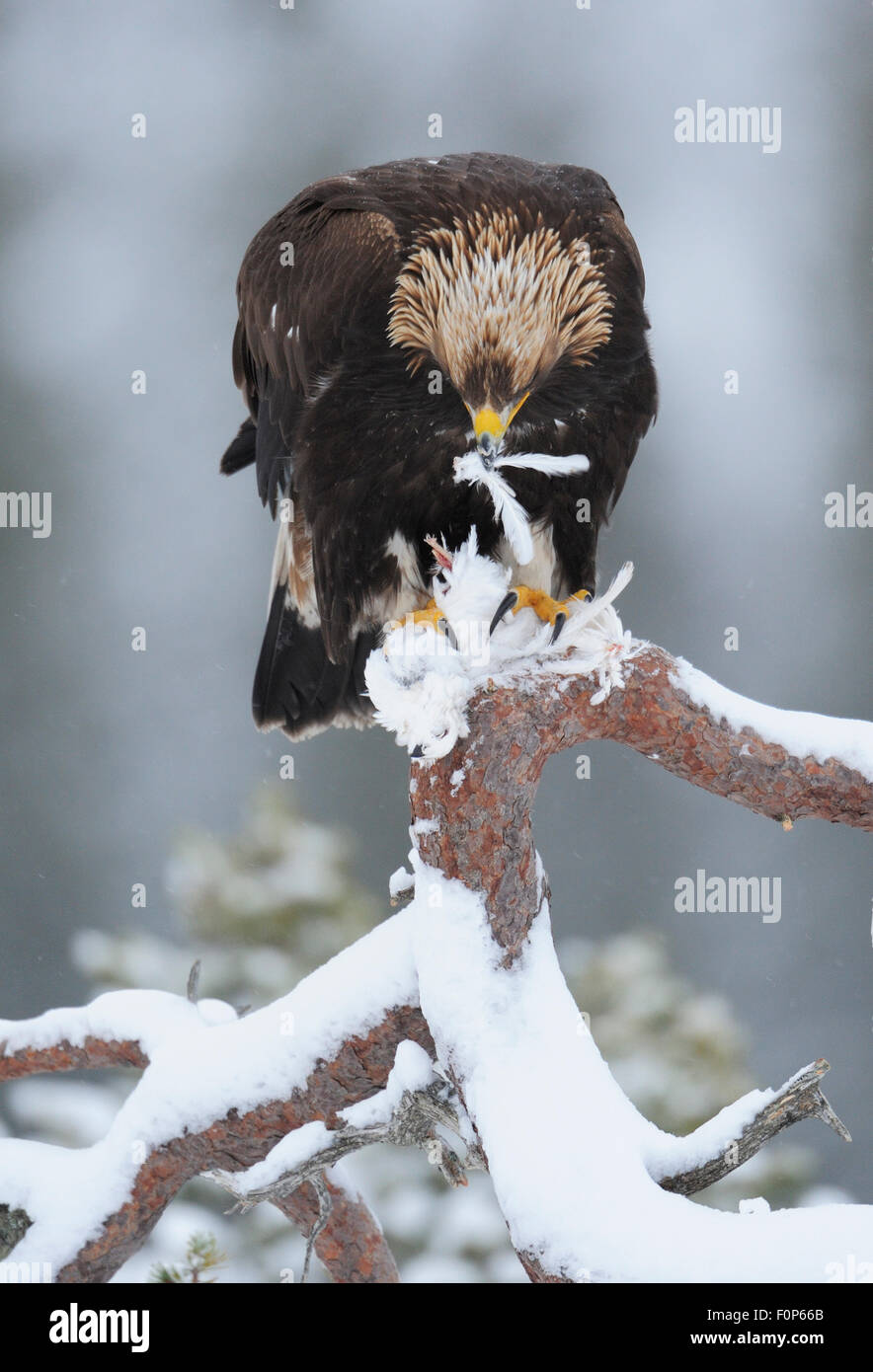 Golden eagle (Aquila chrysaetos) feeding on dead grouse, Flatanger ...